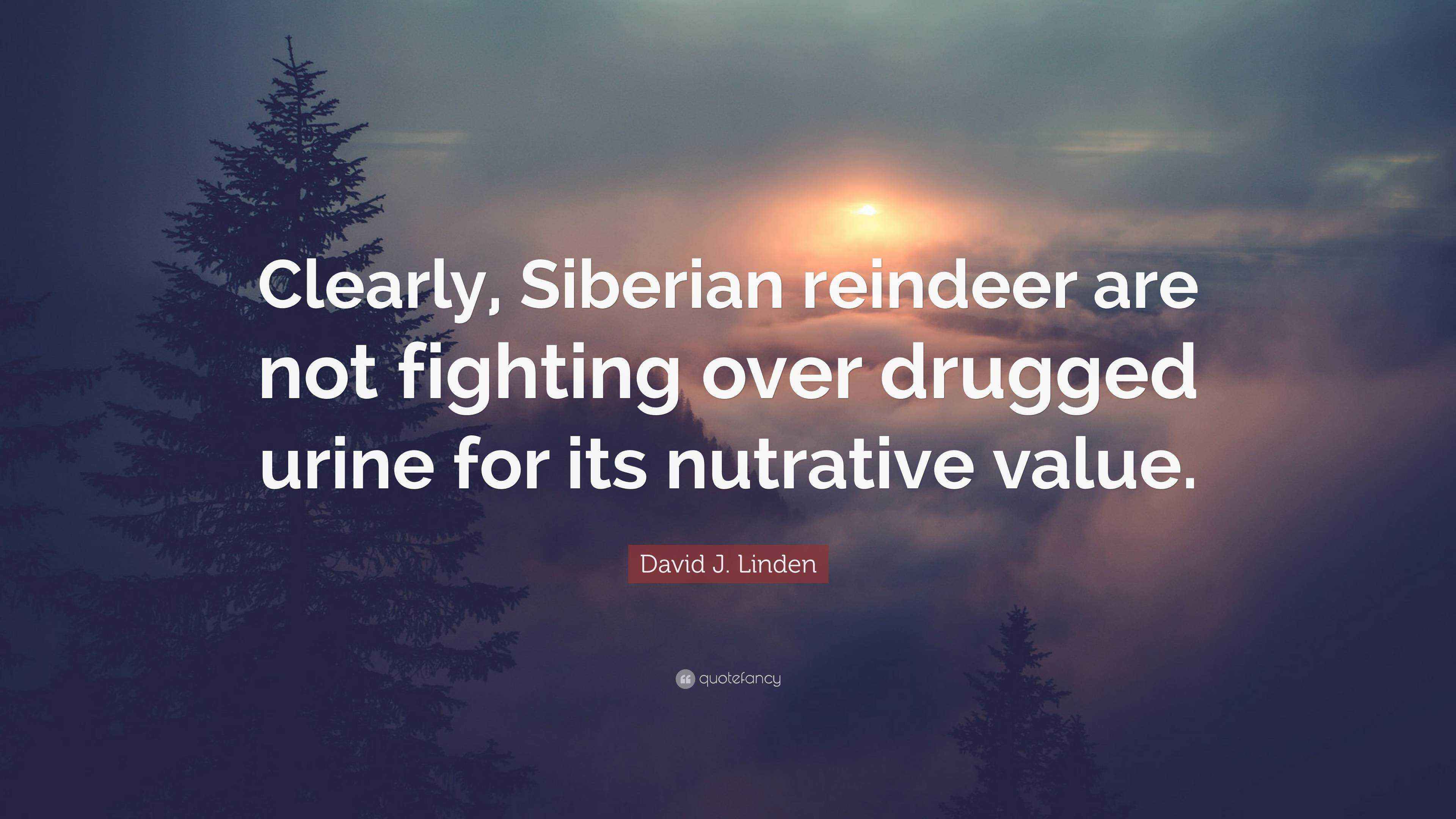David J. Linden Quote: “Clearly, Siberian reindeer are not fighting ...