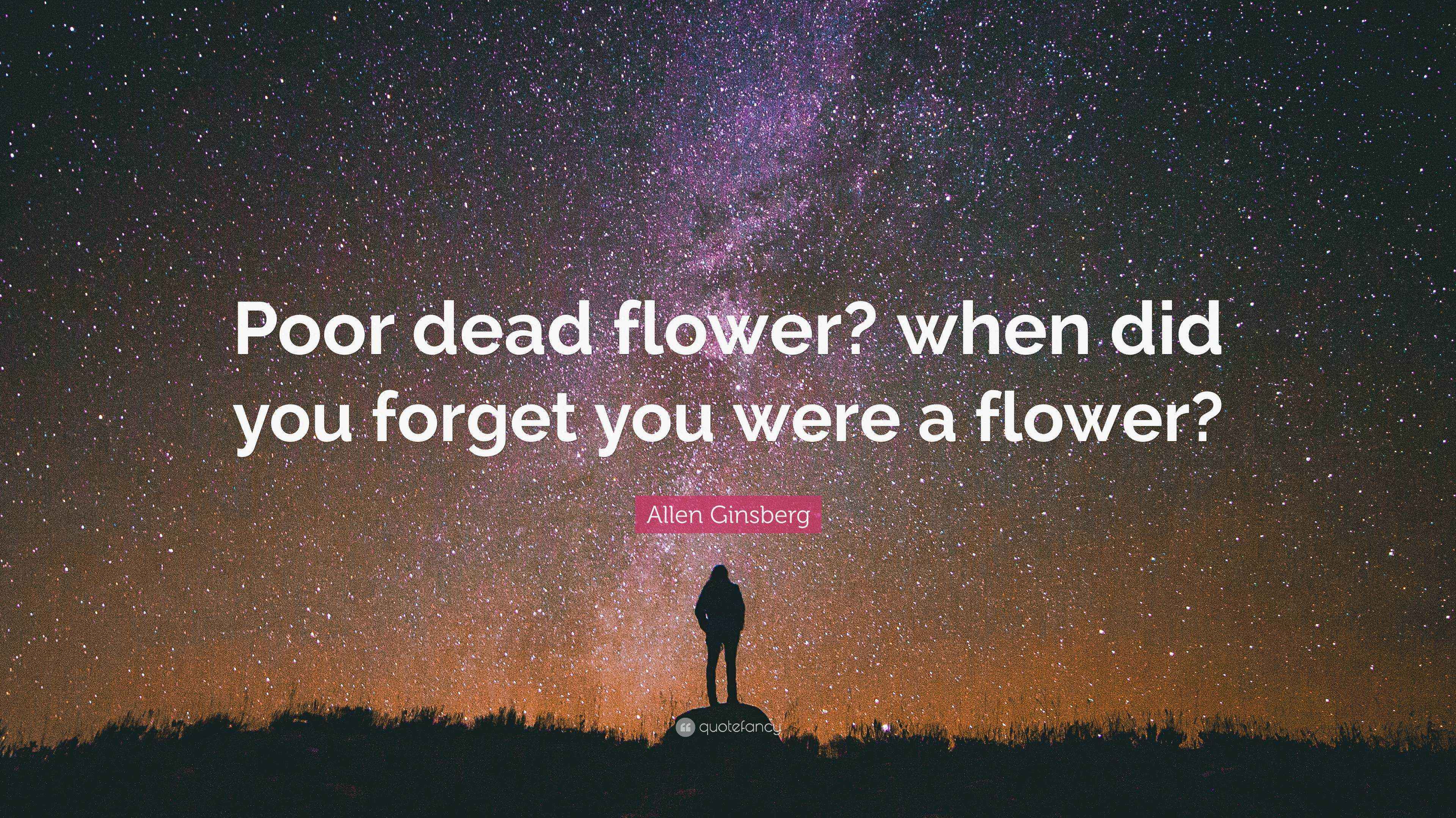 Allen Ginsberg Quote: “Poor dead flower? when did you forget you were a ...