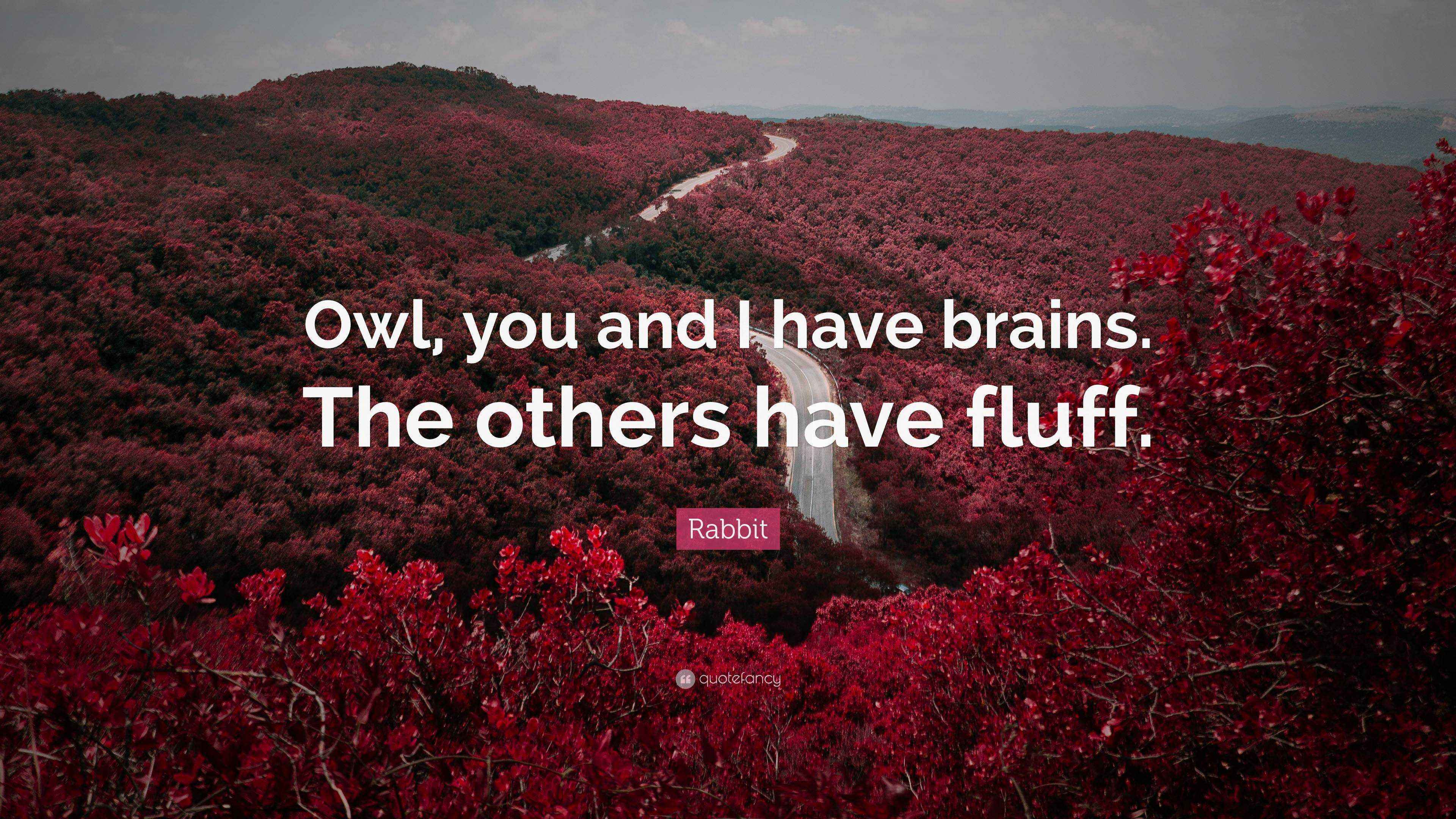 Rabbit Quote: “Owl, you and I have brains. The others have fluff.”