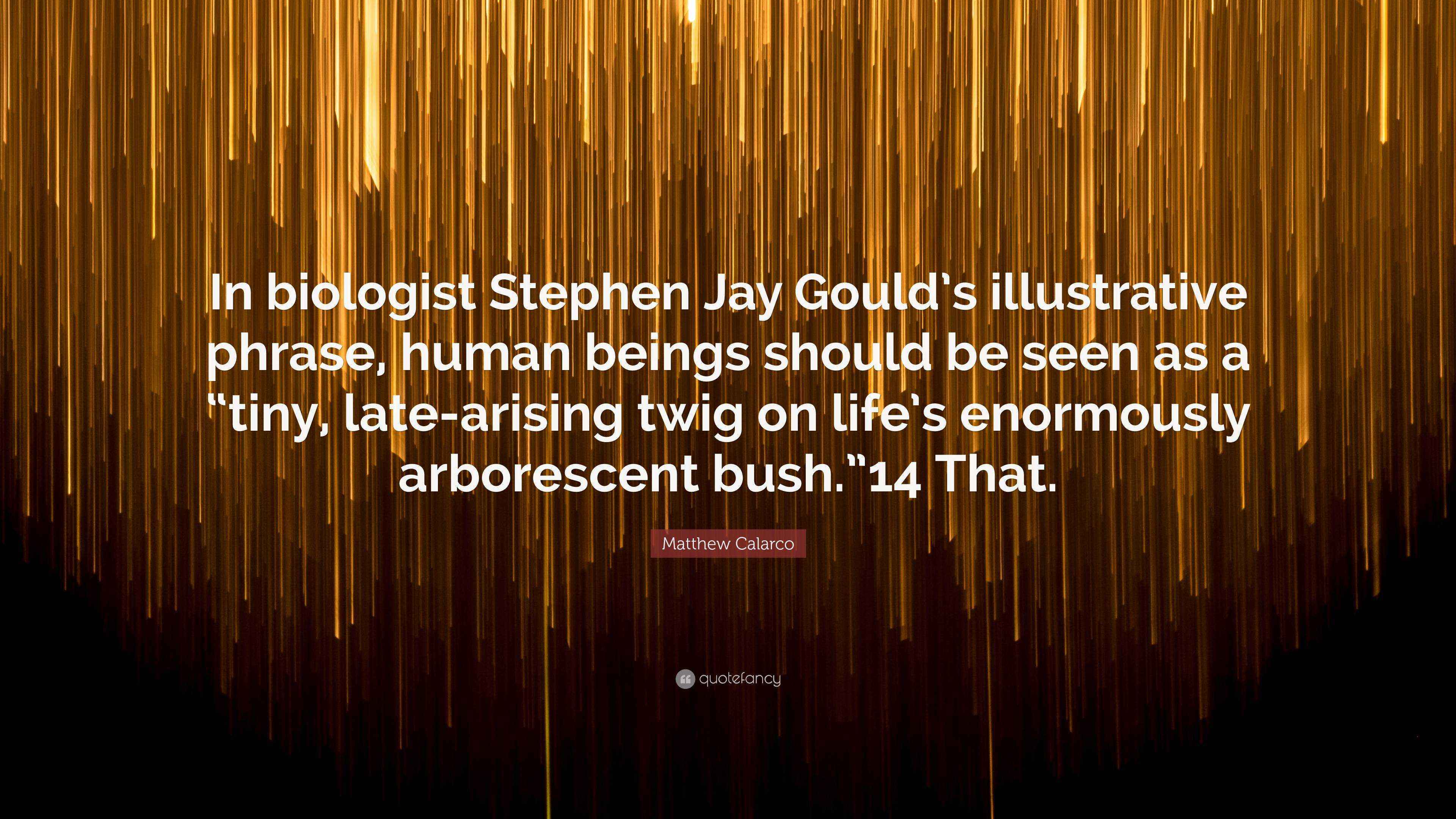 Matthew Calarco Quote: “In biologist Stephen Jay Gould’s illustrative ...