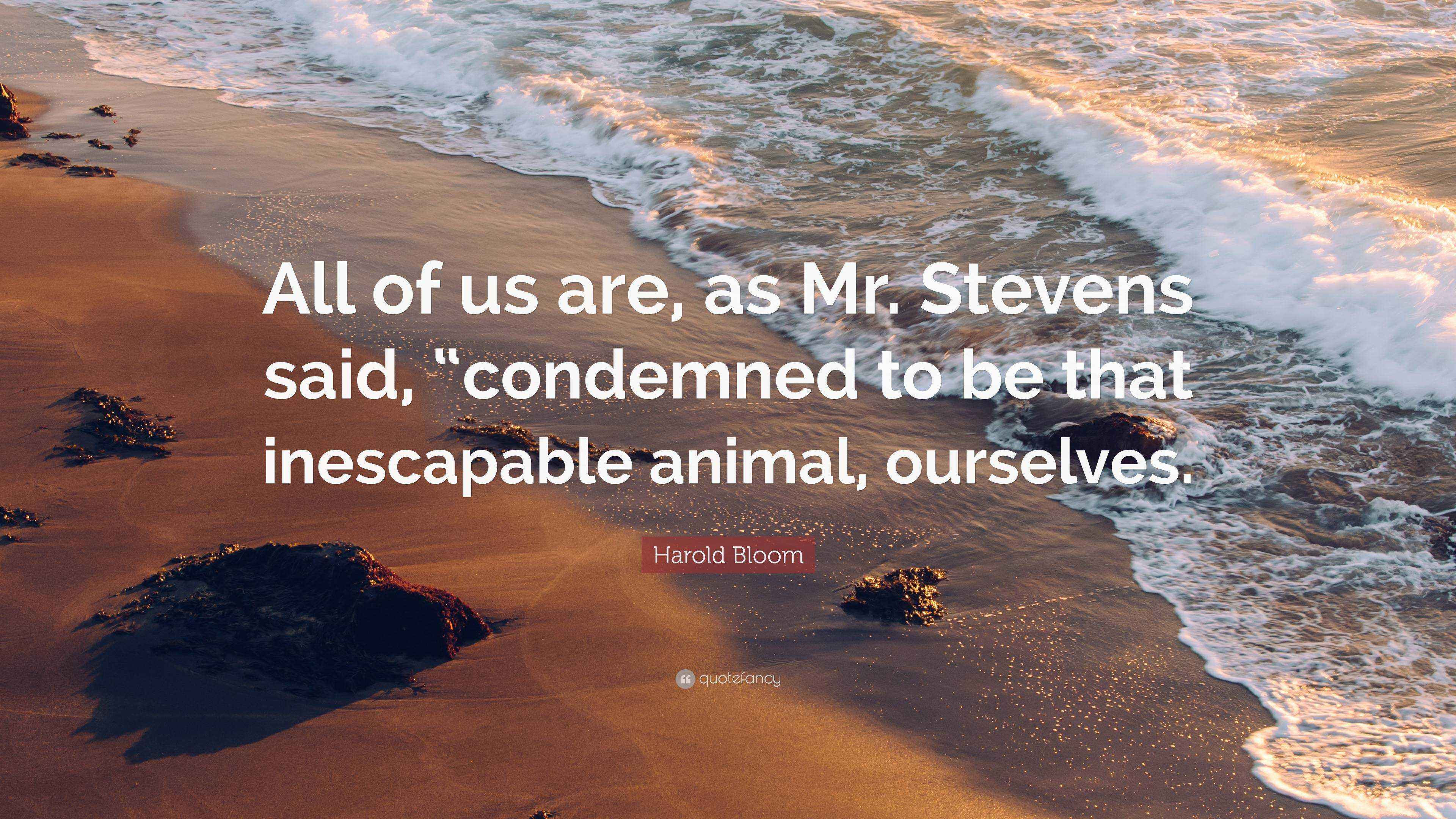 Harold Bloom Quote: “All of us are, as Mr. Stevens said, “condemned to ...