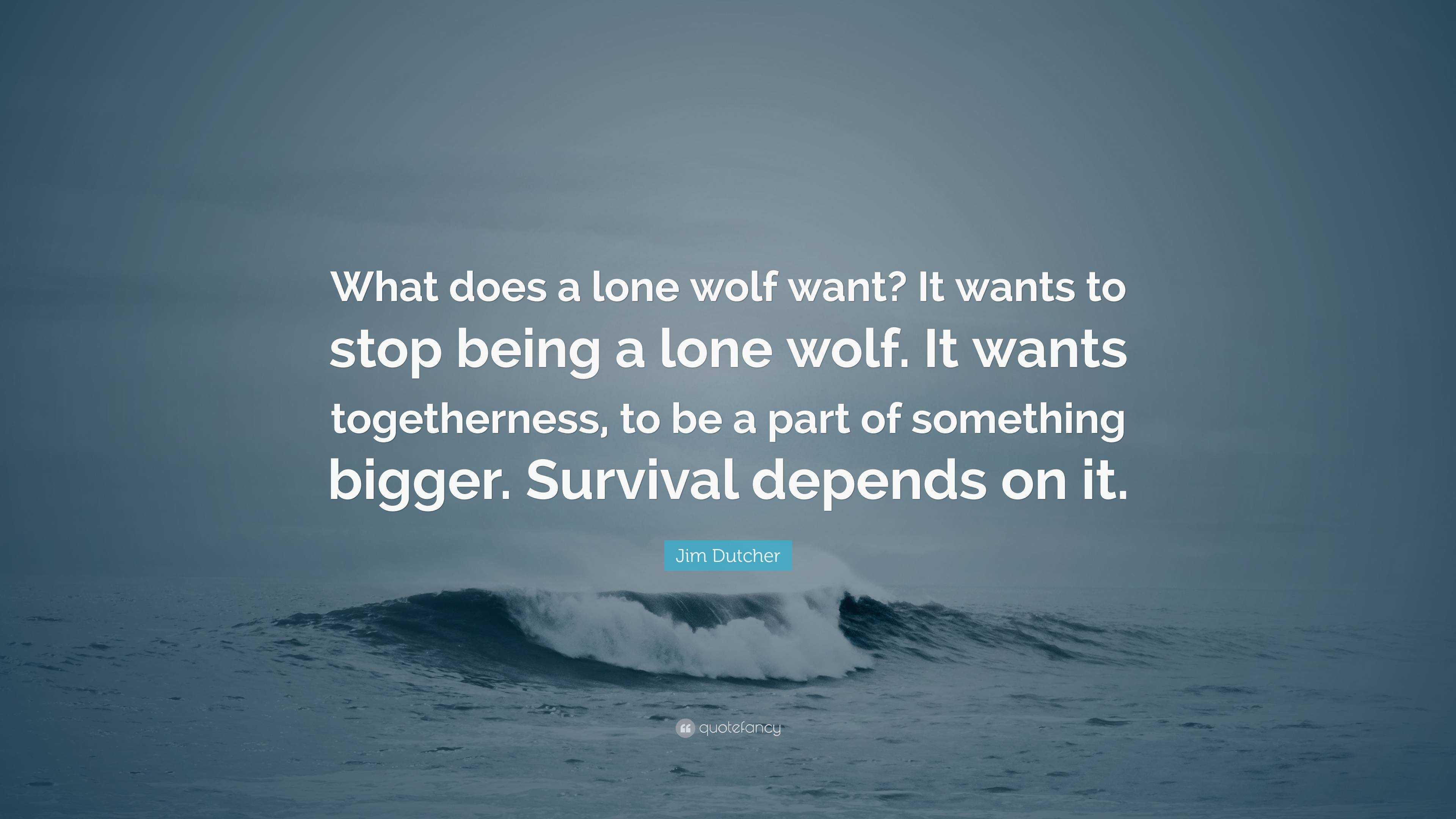 Jim Dutcher Quote: “What does a lone wolf want? It wants to stop being ...