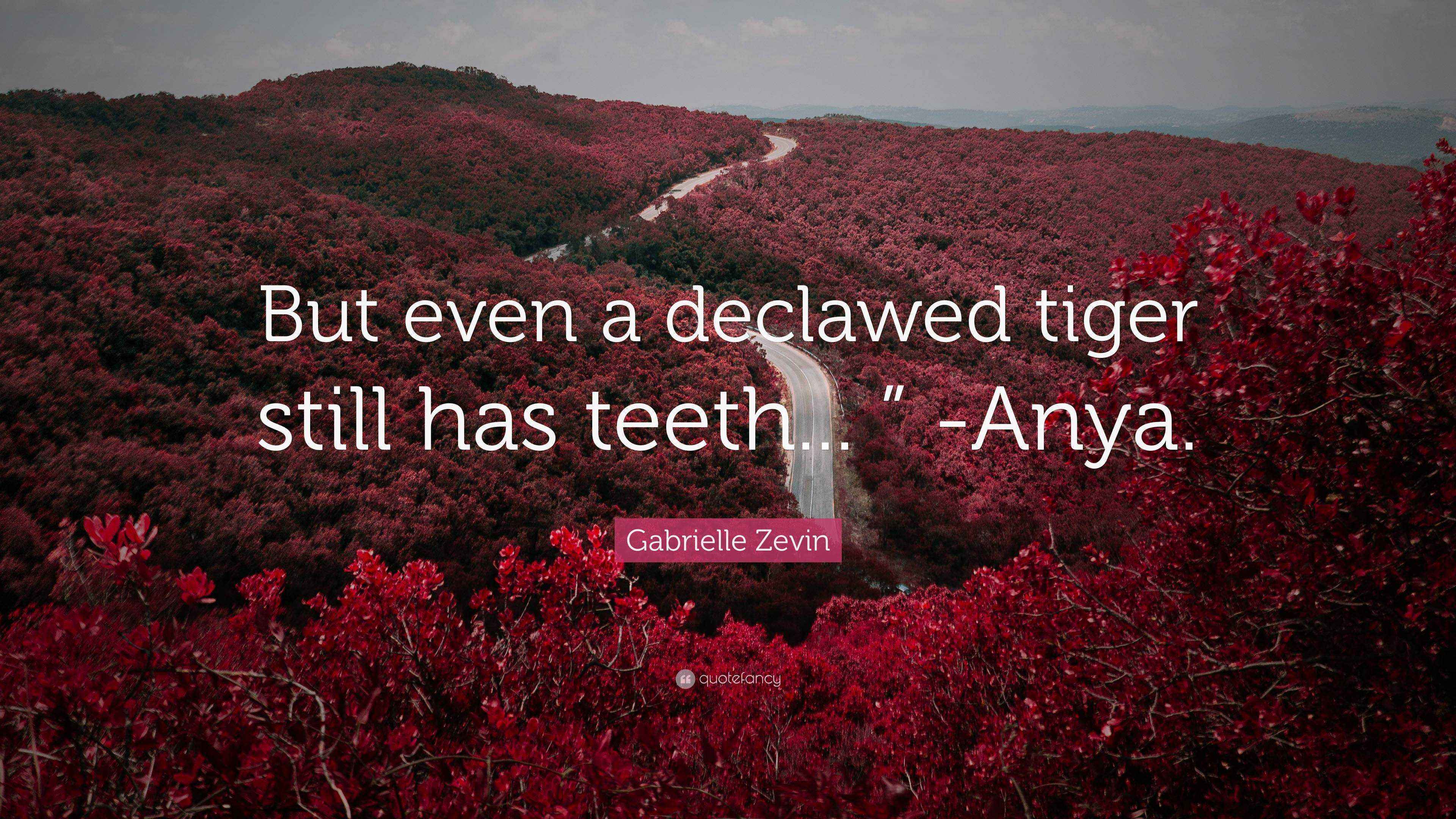 Gabrielle Zevin Quote: “But even a declawed tiger still has teeth ...