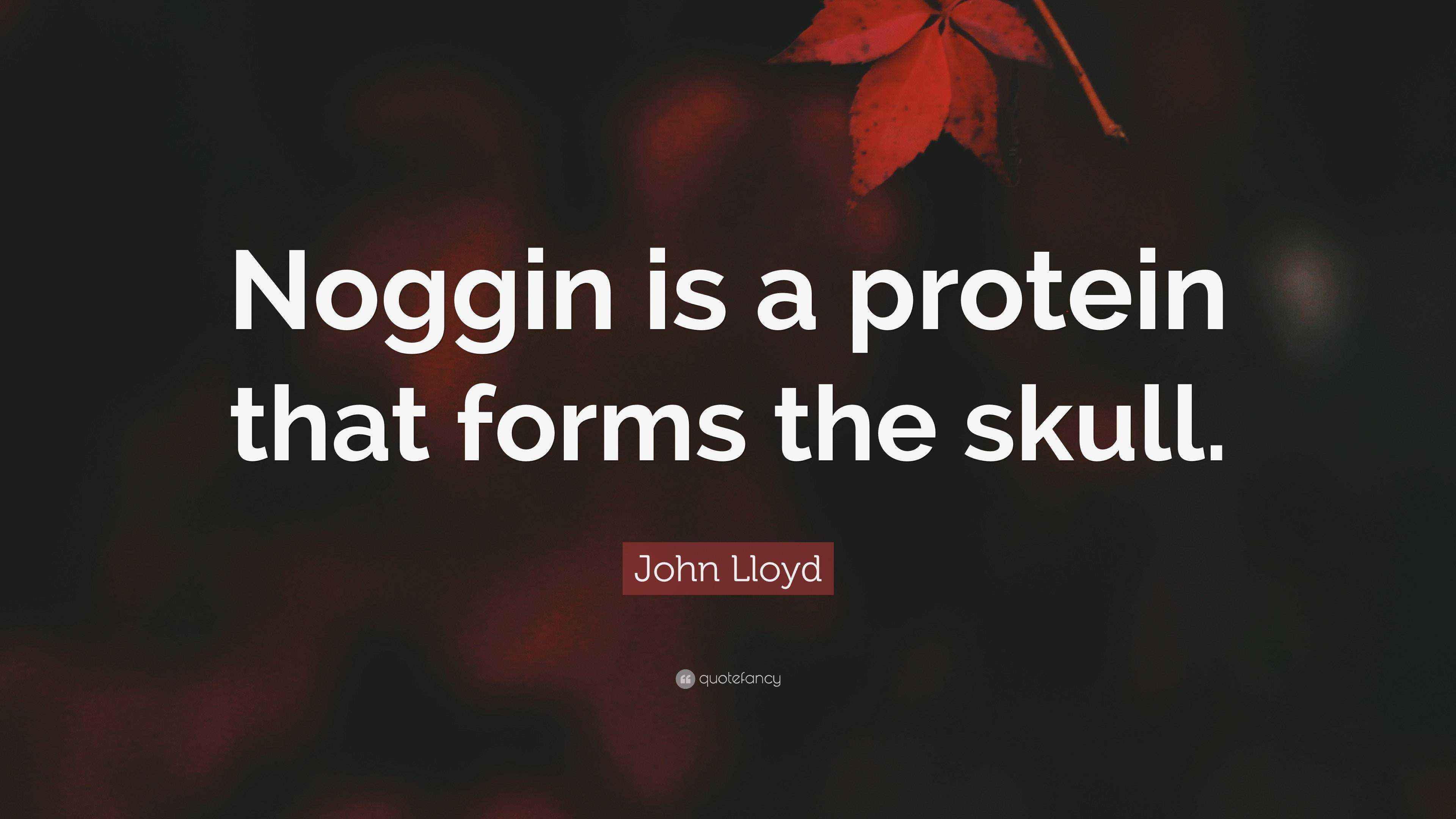 John Lloyd Quote: “Noggin is a protein that forms the skull.”