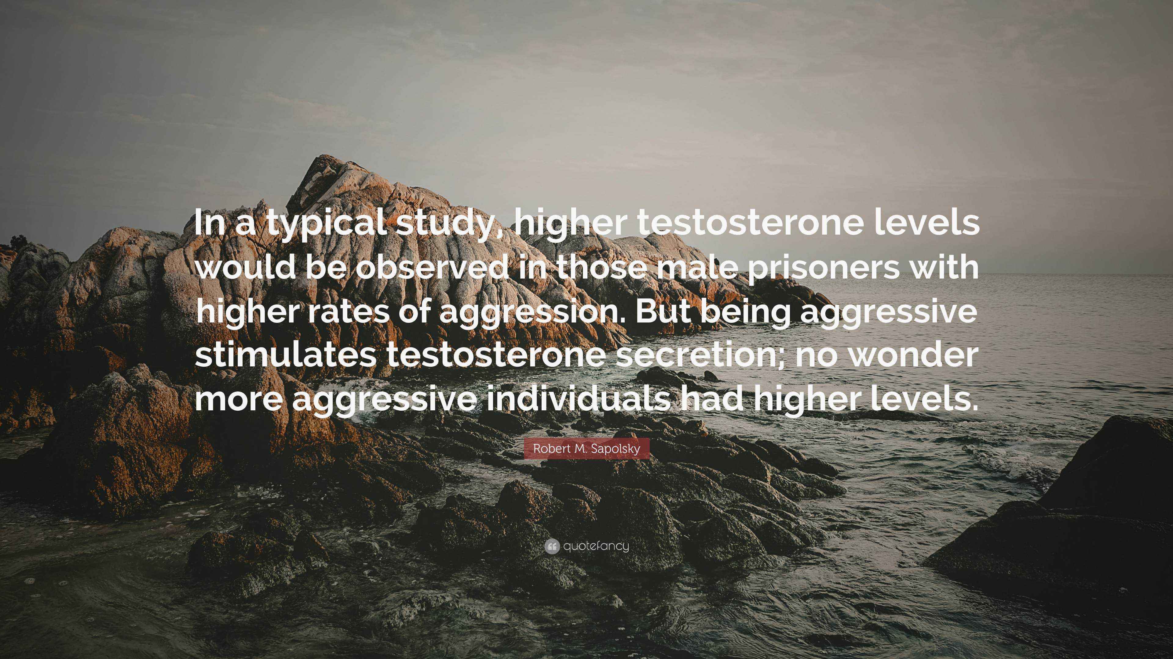Robert M. Sapolsky Quote: “In a typical study, higher testosterone ...