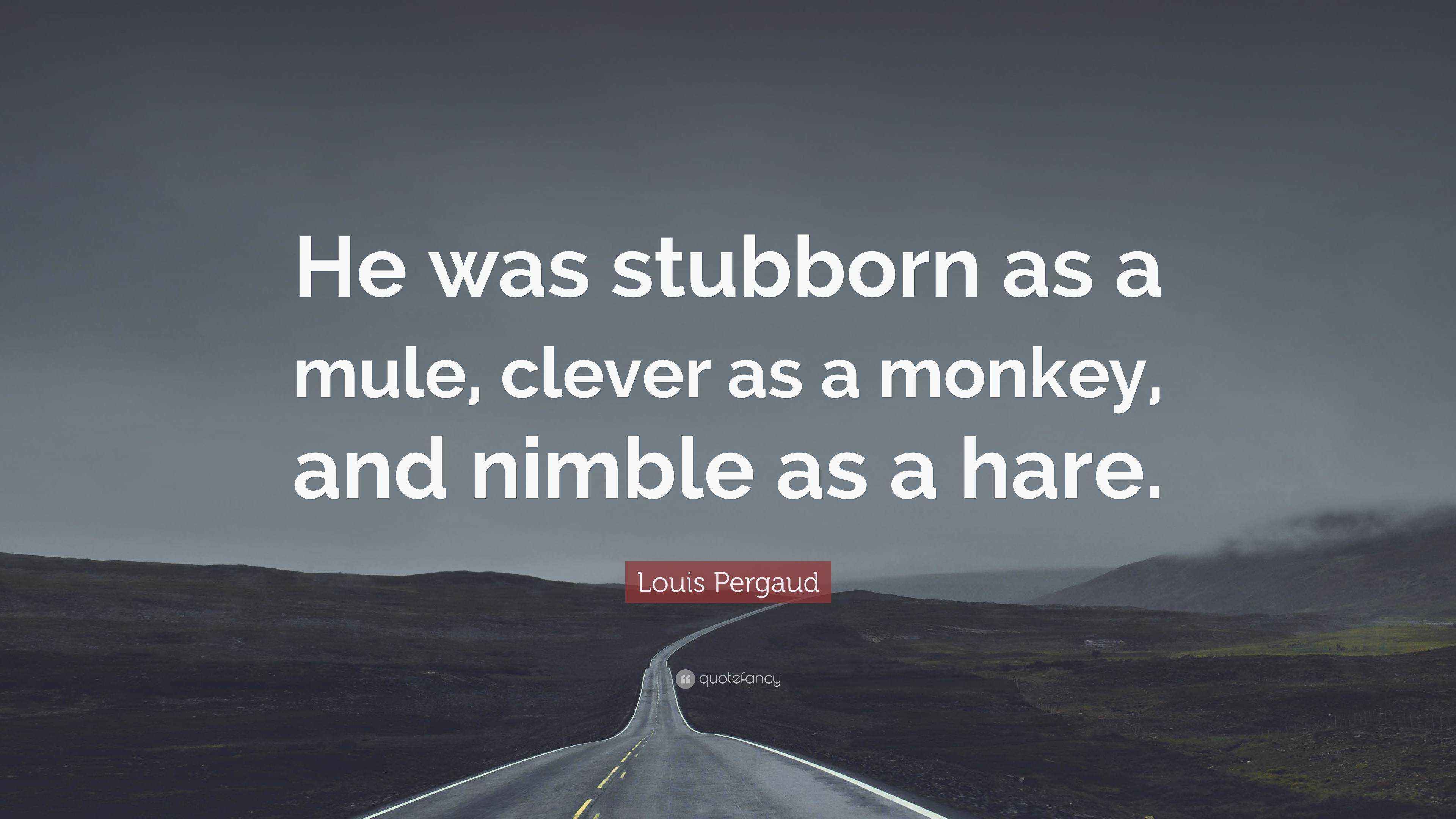 Louis Pergaud Quote: “He was stubborn as a mule, clever as a monkey ...