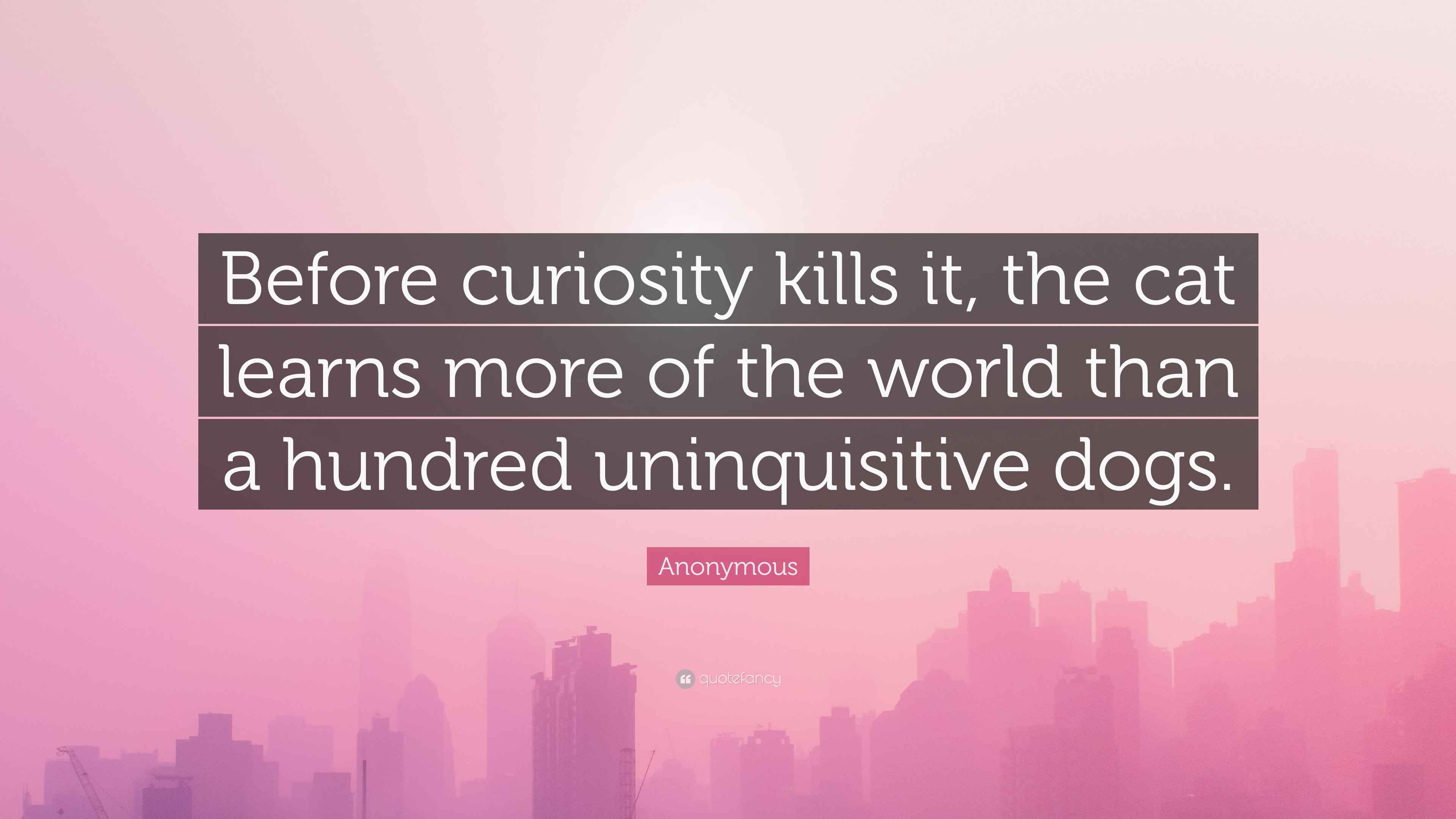 Anonymous Quote: “Before curiosity kills it, the cat learns more of the ...
