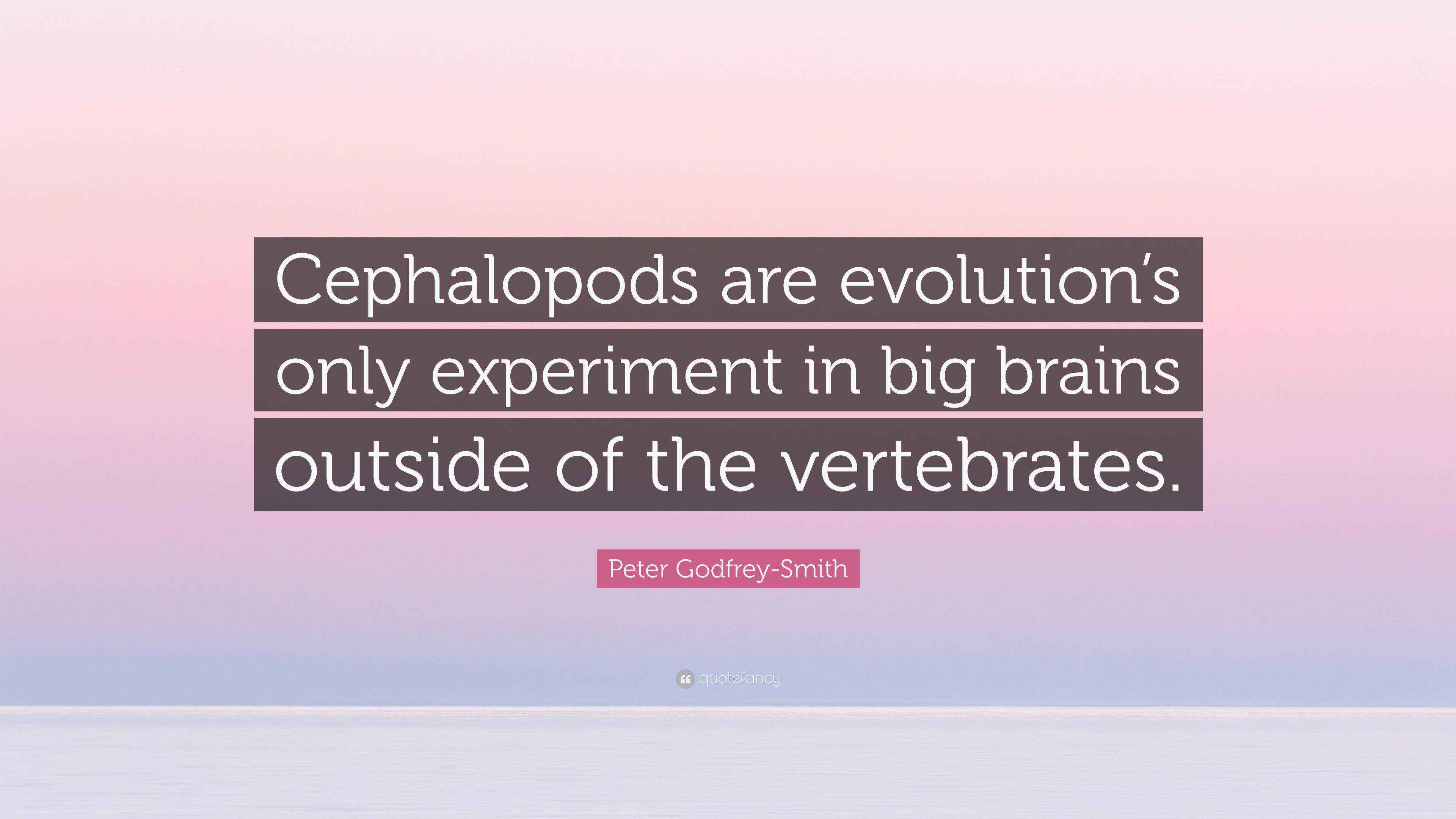 Peter Godfrey-Smith Quote: “Cephalopods are evolution’s only experiment ...