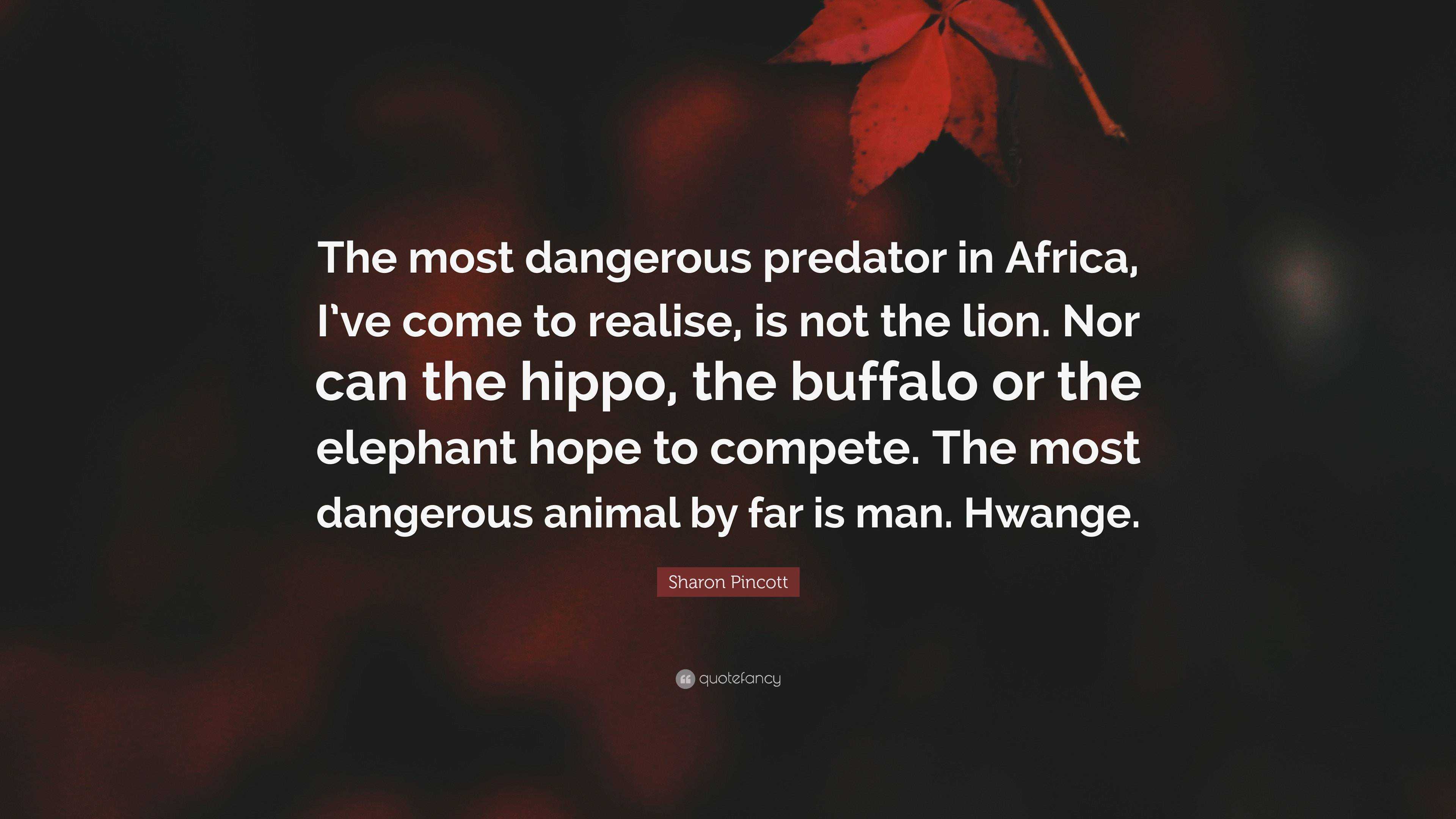 Sharon Pincott Quote: “The most dangerous predator in Africa, I’ve come ...