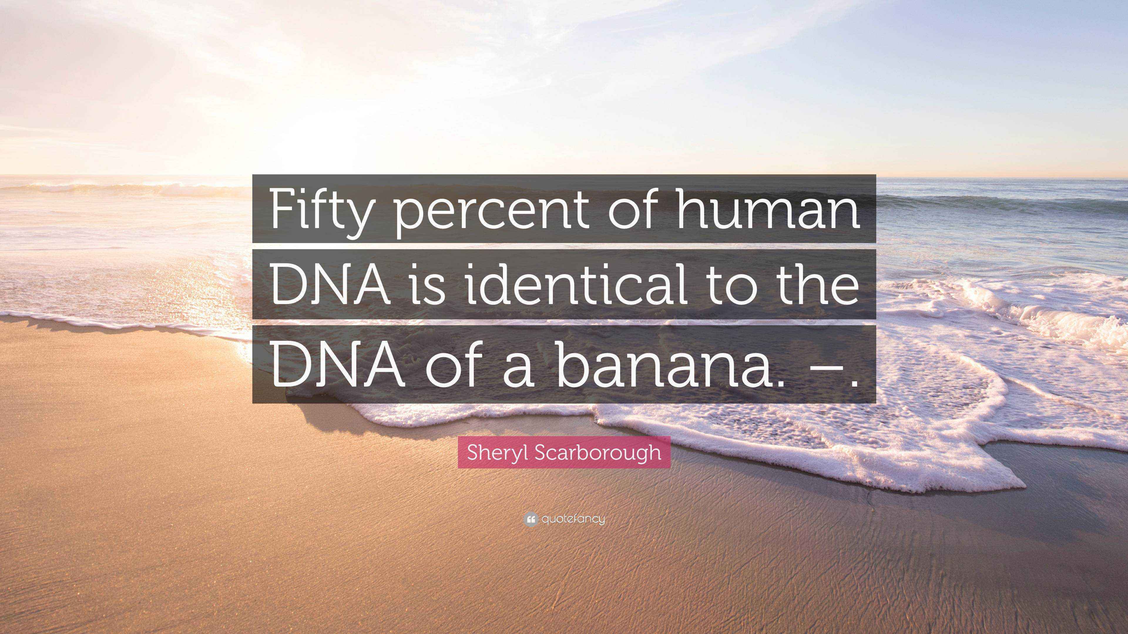 Sheryl Scarborough Quote: “Fifty percent of human DNA is identical to ...