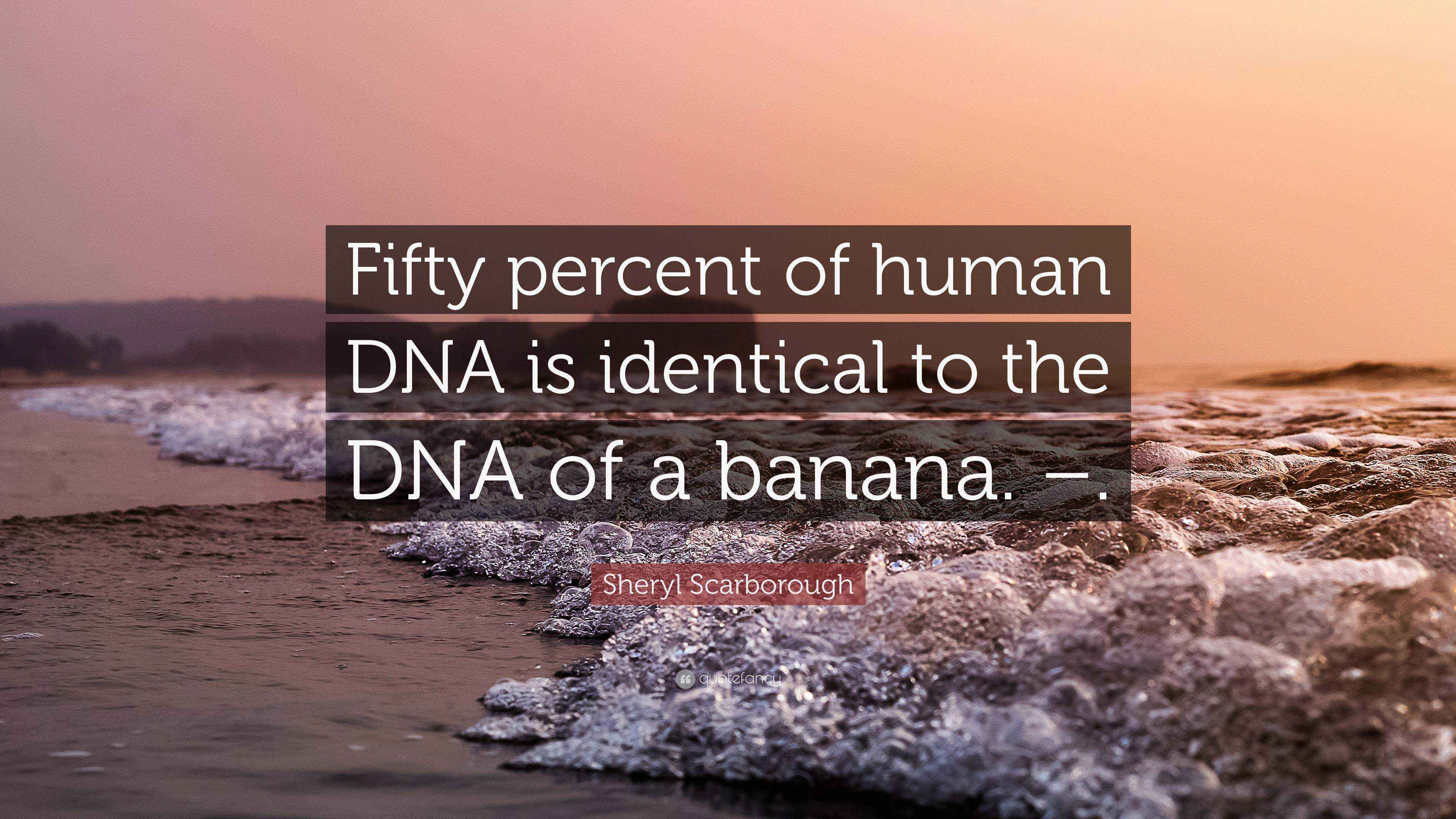 Sheryl Scarborough Quote: “Fifty percent of human DNA is identical to ...