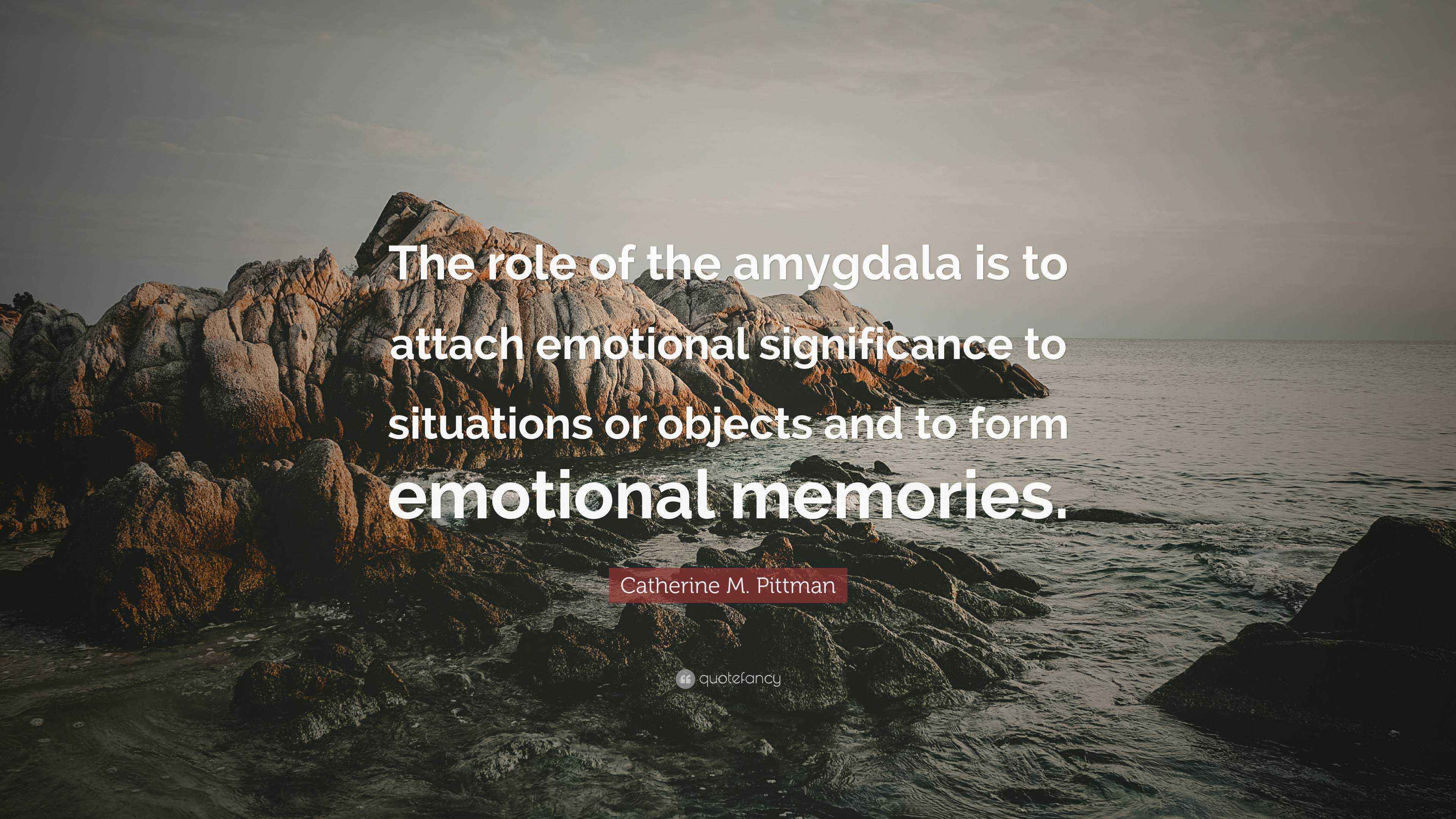 Catherine M. Pittman Quote: “The role of the amygdala is to attach ...