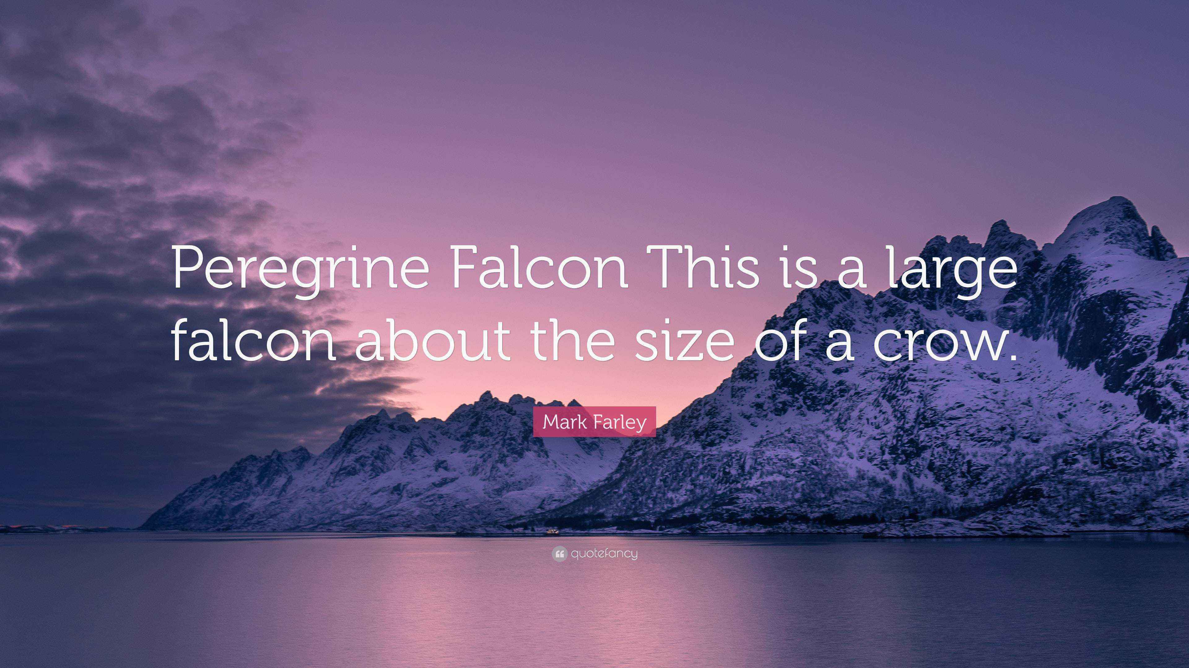 Mark Farley Quote: “Peregrine Falcon This is a large falcon about the ...