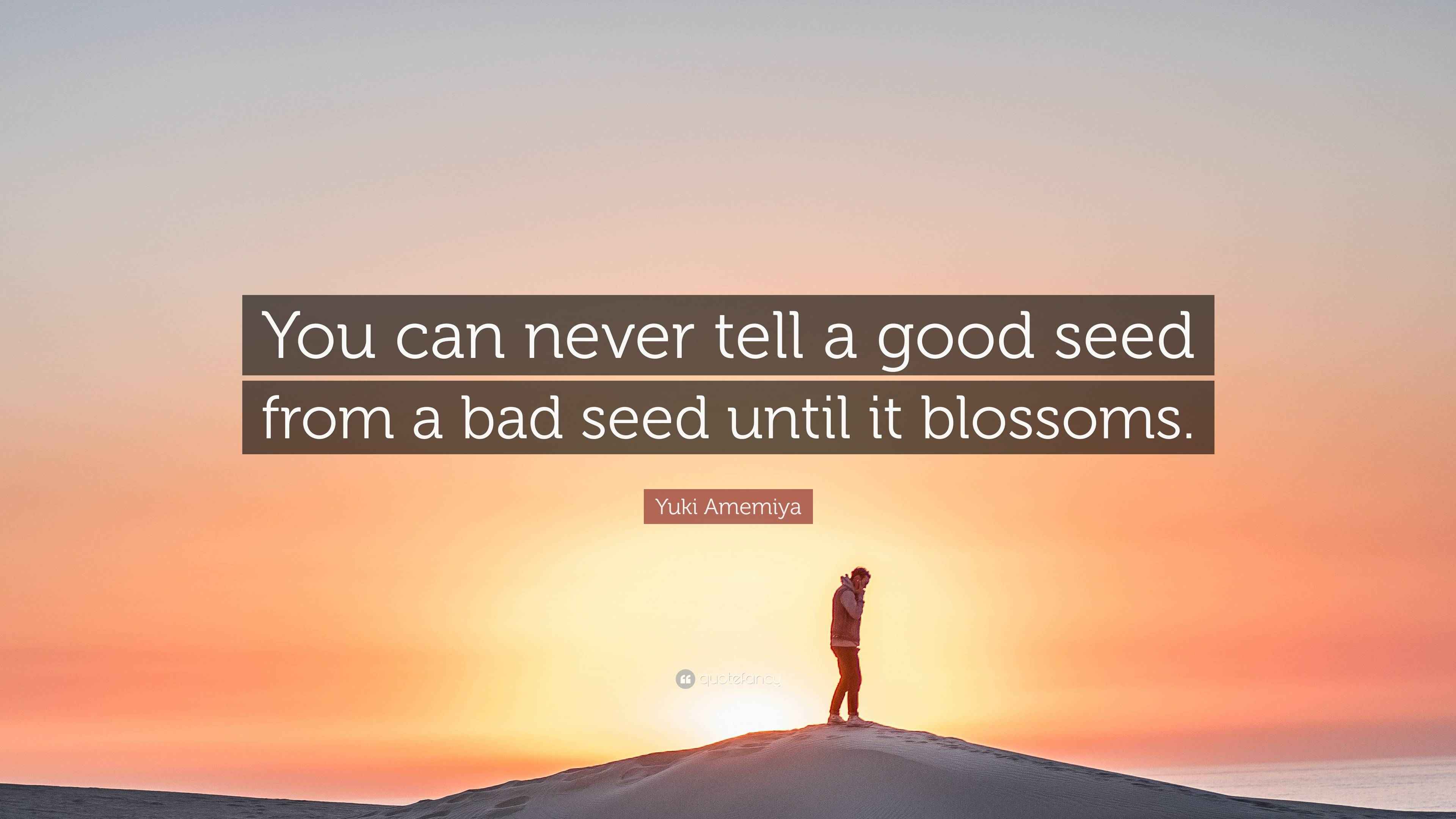 Yuki Amemiya Quote: “You can never tell a good seed from a bad seed ...