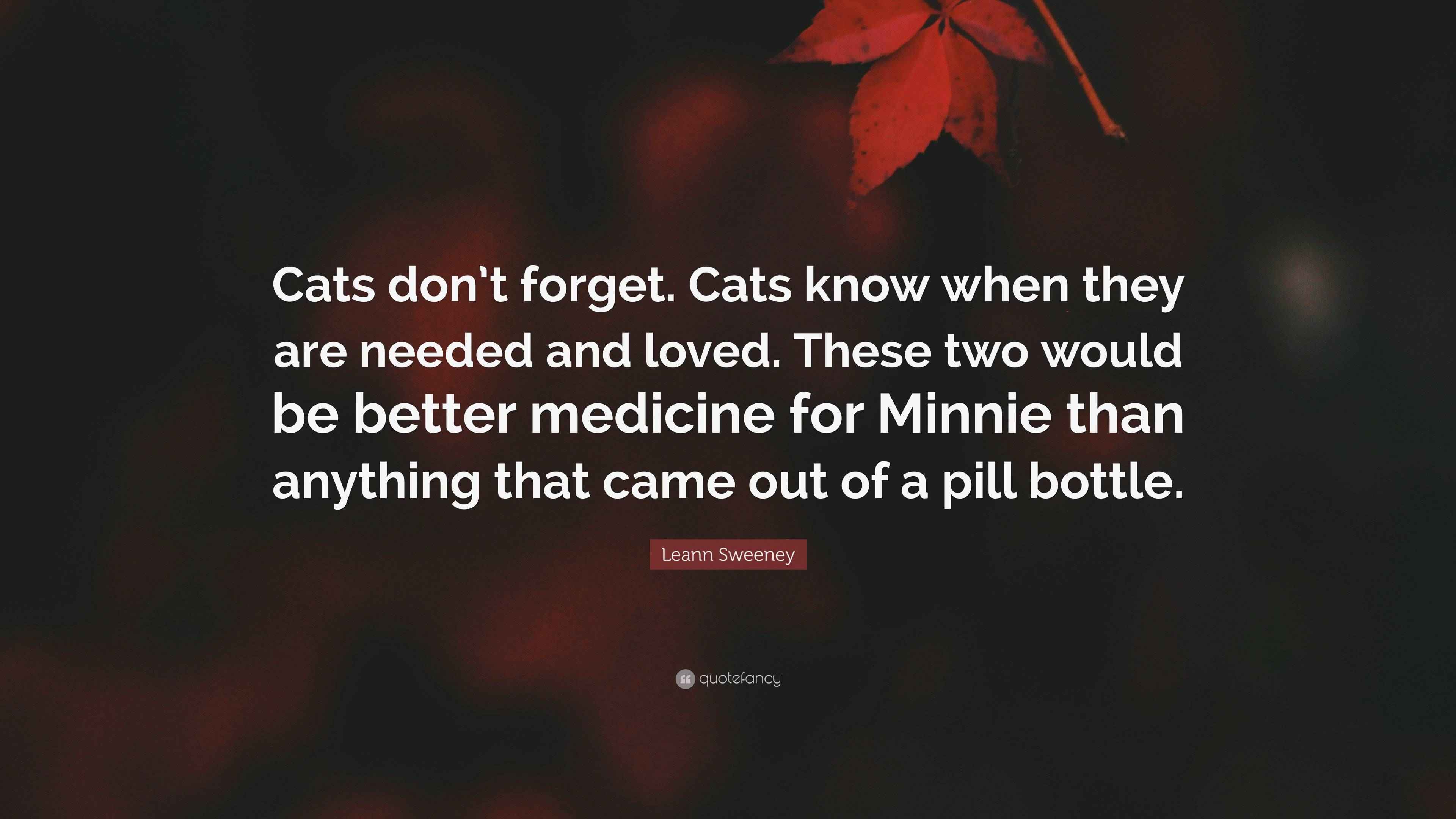 Leann Sweeney Quote: “Cats don’t forget. Cats know when they are needed ...