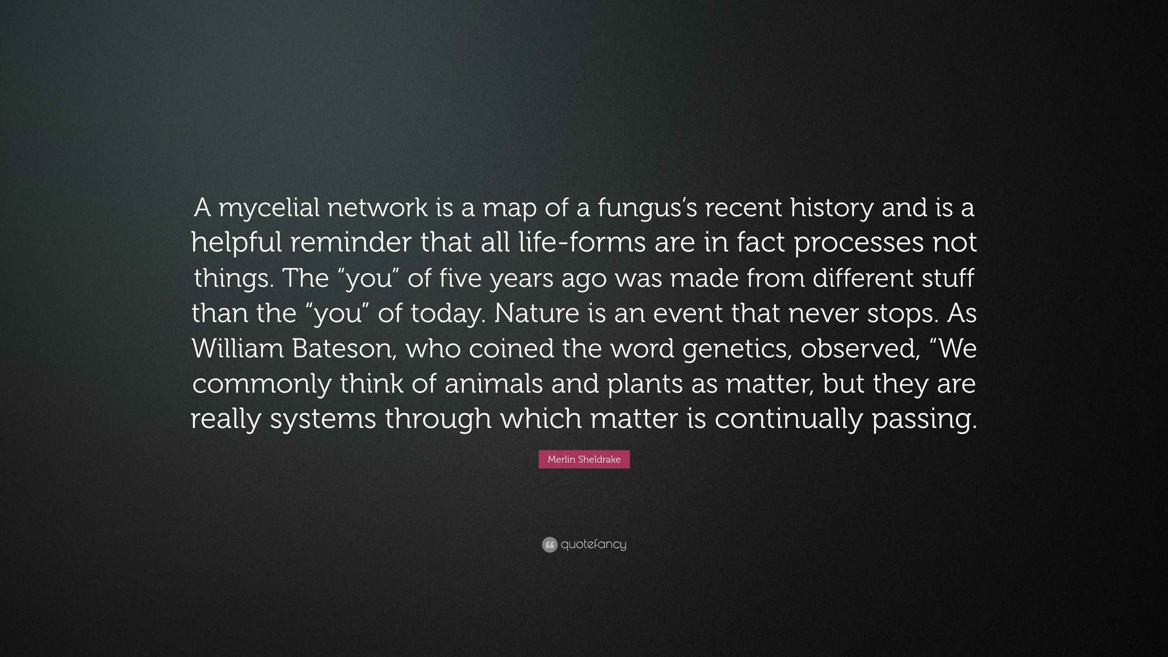 Merlin Sheldrake Quote: “A mycelial network is a map of a fungus’s ...