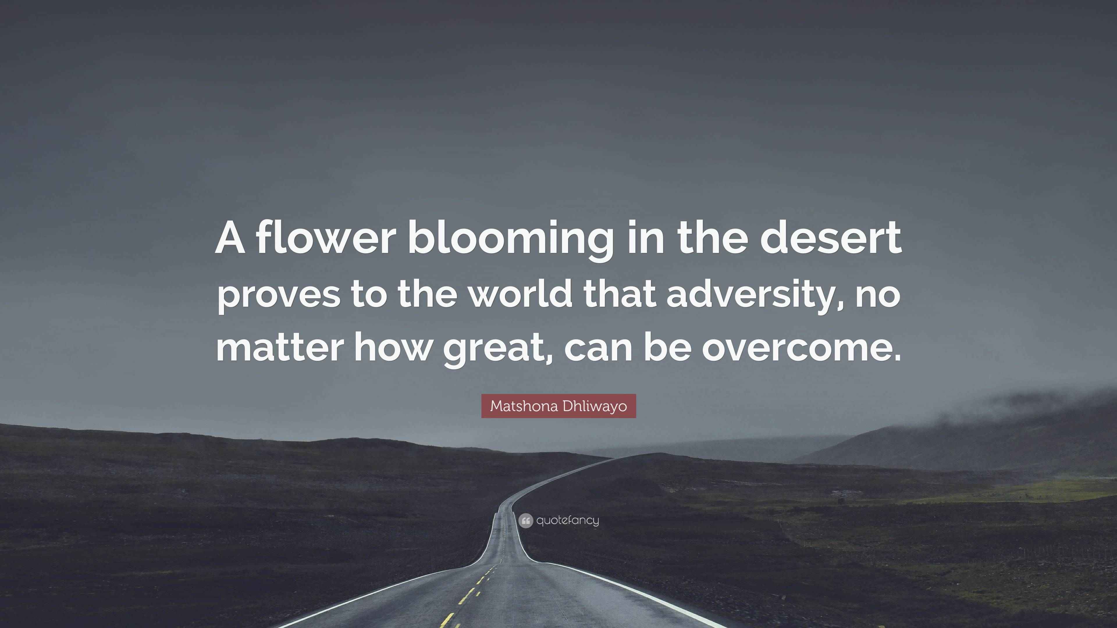 Matshona Dhliwayo Quote: “A flower blooming in the desert proves to the ...