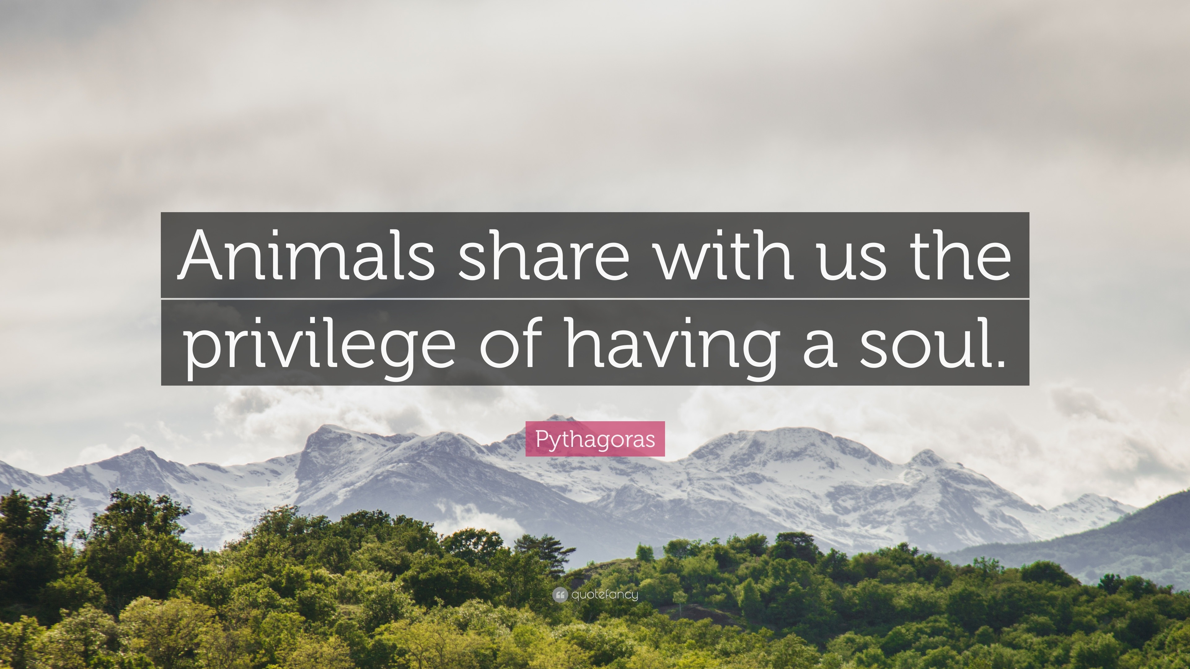 Pythagoras Quote: “Animals share with us the privilege of having a soul.”
