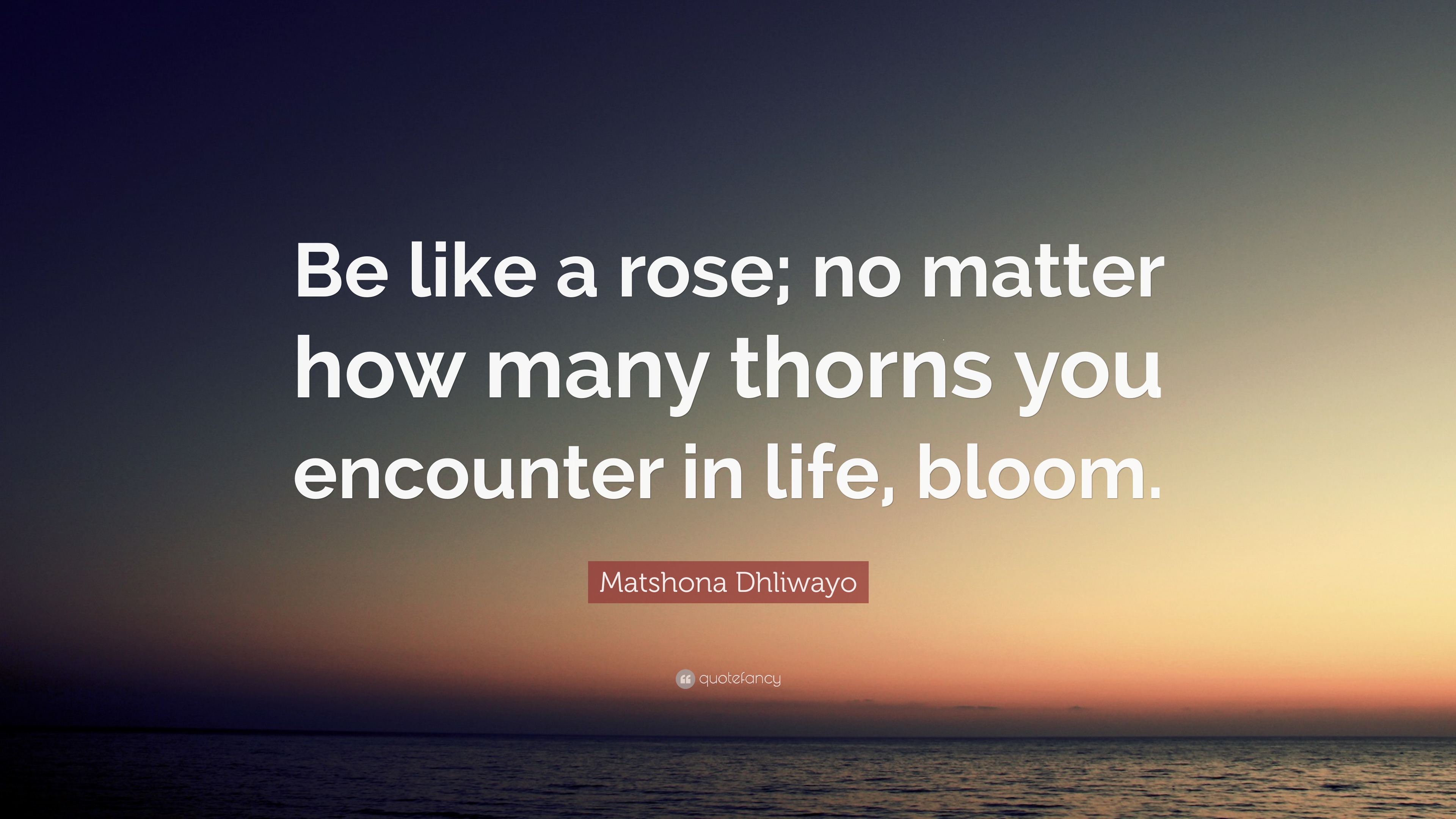 Matshona Dhliwayo Quote: “Be like a rose; no matter how many thorns you ...
