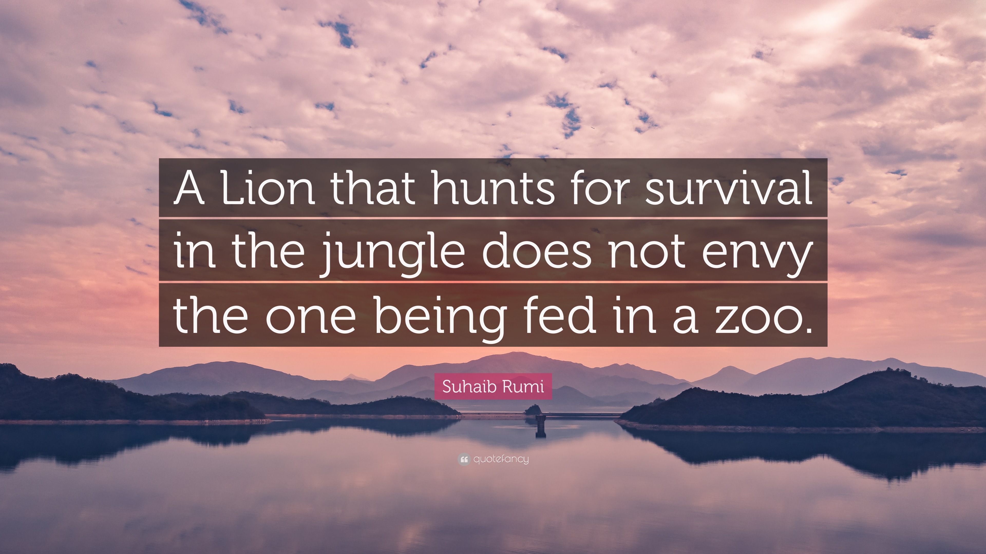 Suhaib Rumi Quote: “A Lion that hunts for survival in the jungle does ...