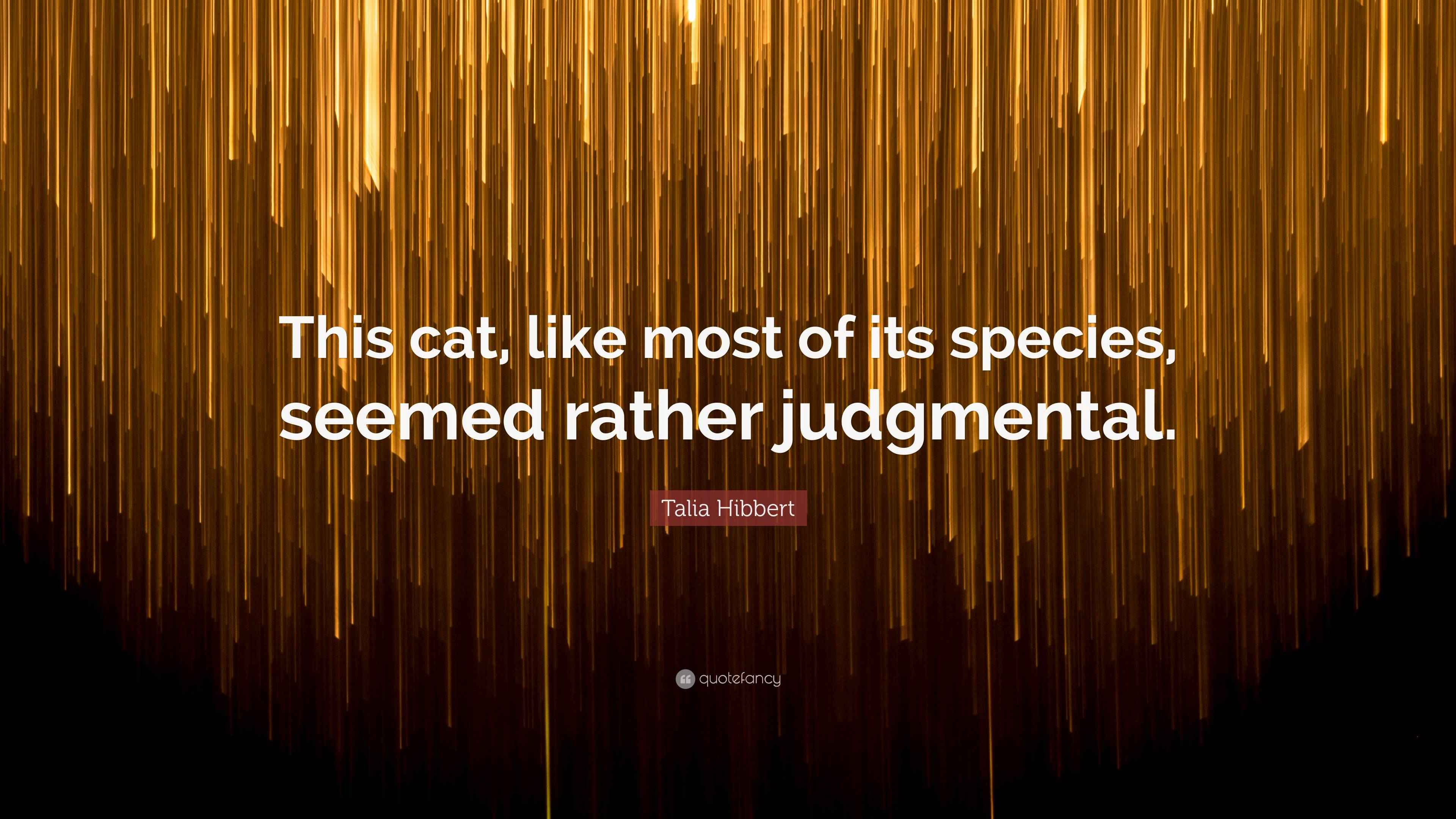 Talia Hibbert Quote: “This cat, like most of its species, seemed rather ...
