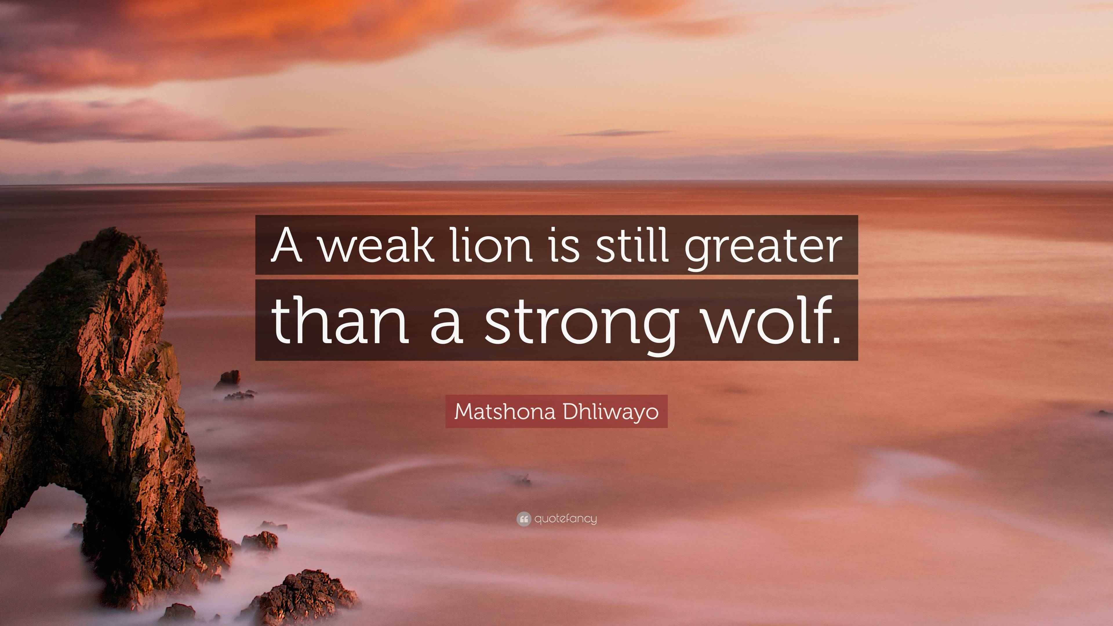 Matshona Dhliwayo Quote: “A weak lion is still greater than a strong wolf.”