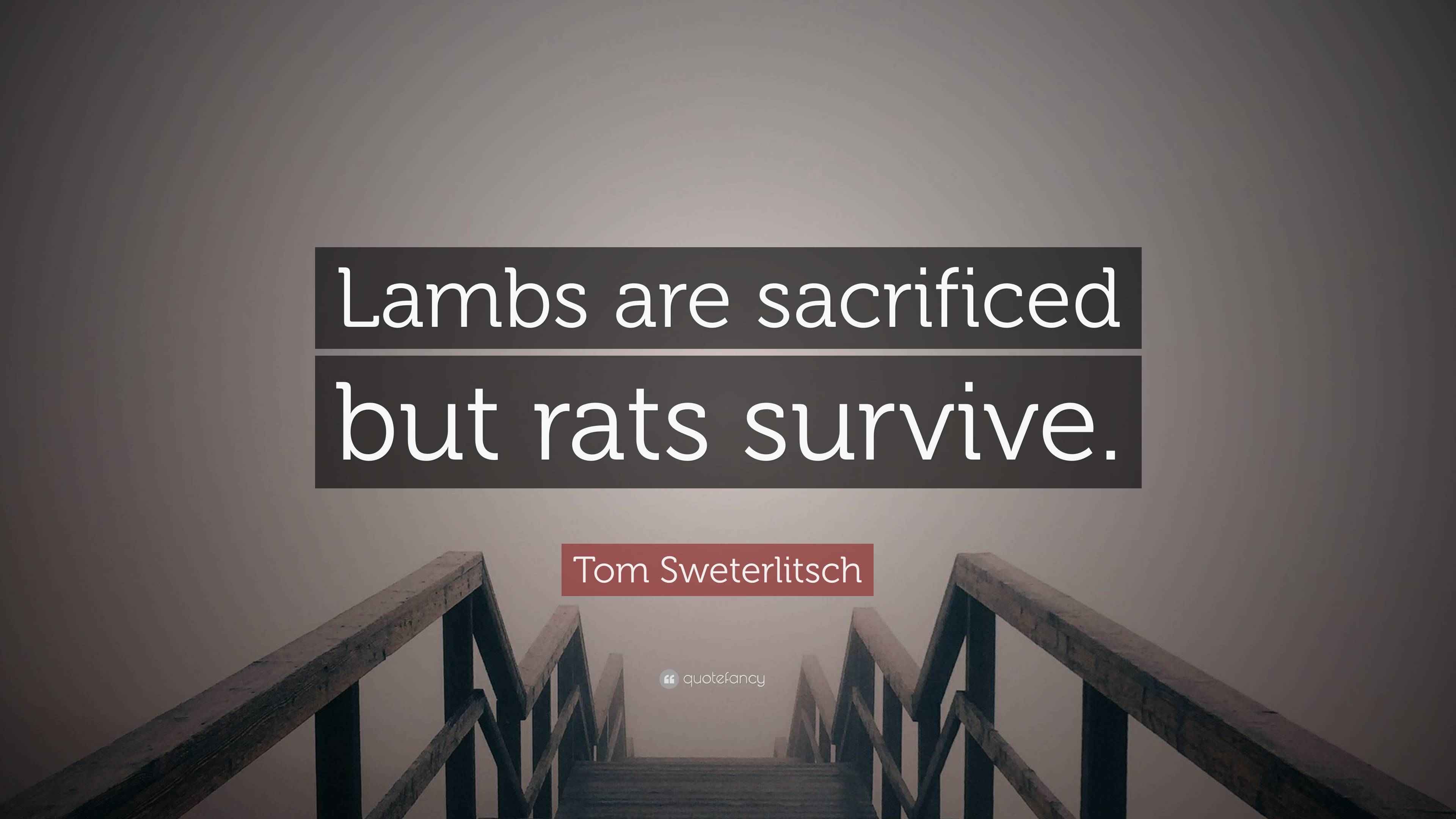 Tom Sweterlitsch Quote: “Lambs are sacrificed but rats survive.”