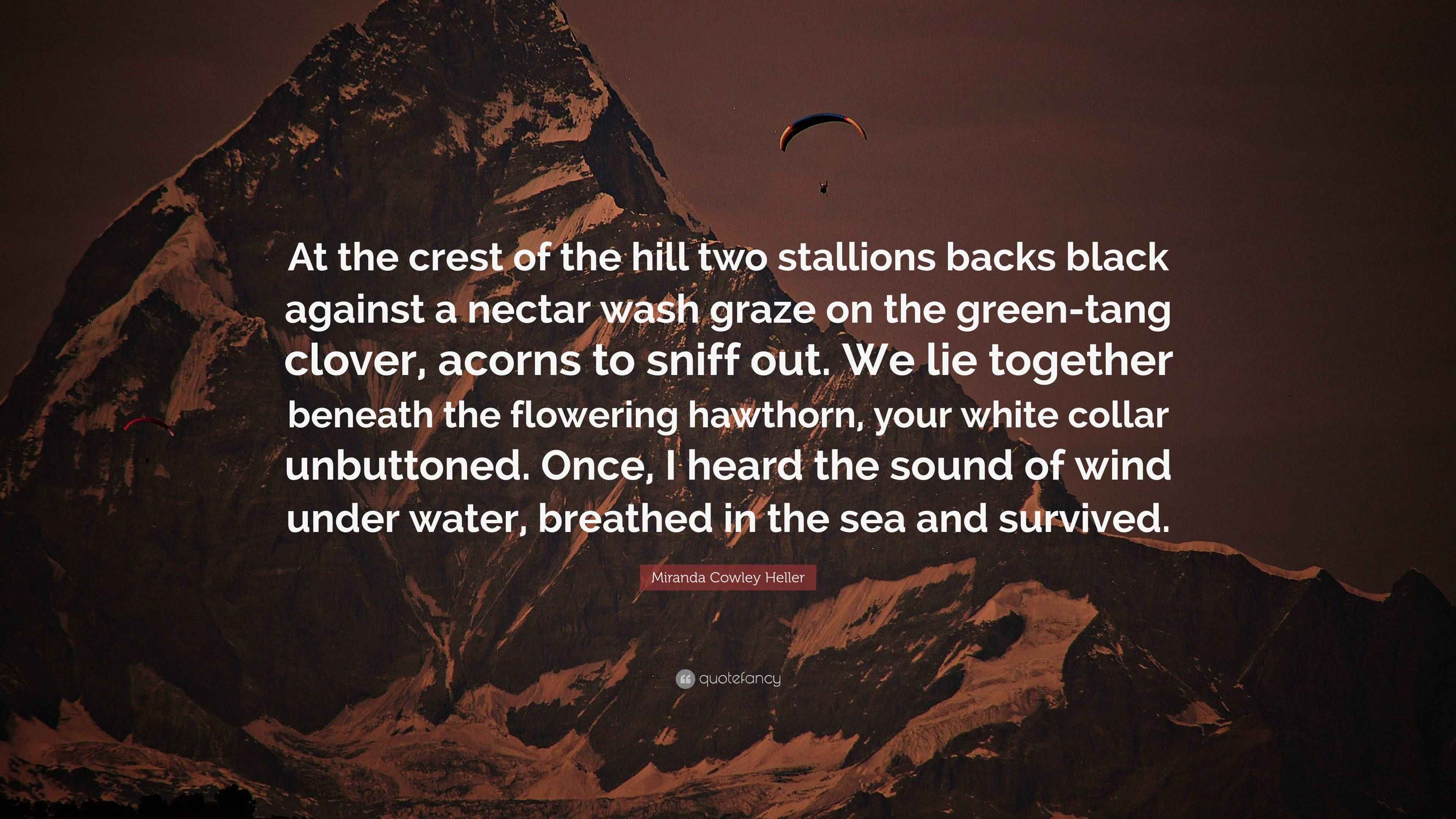 Miranda Cowley Heller Quote: “At the crest of the hill two stallions ...