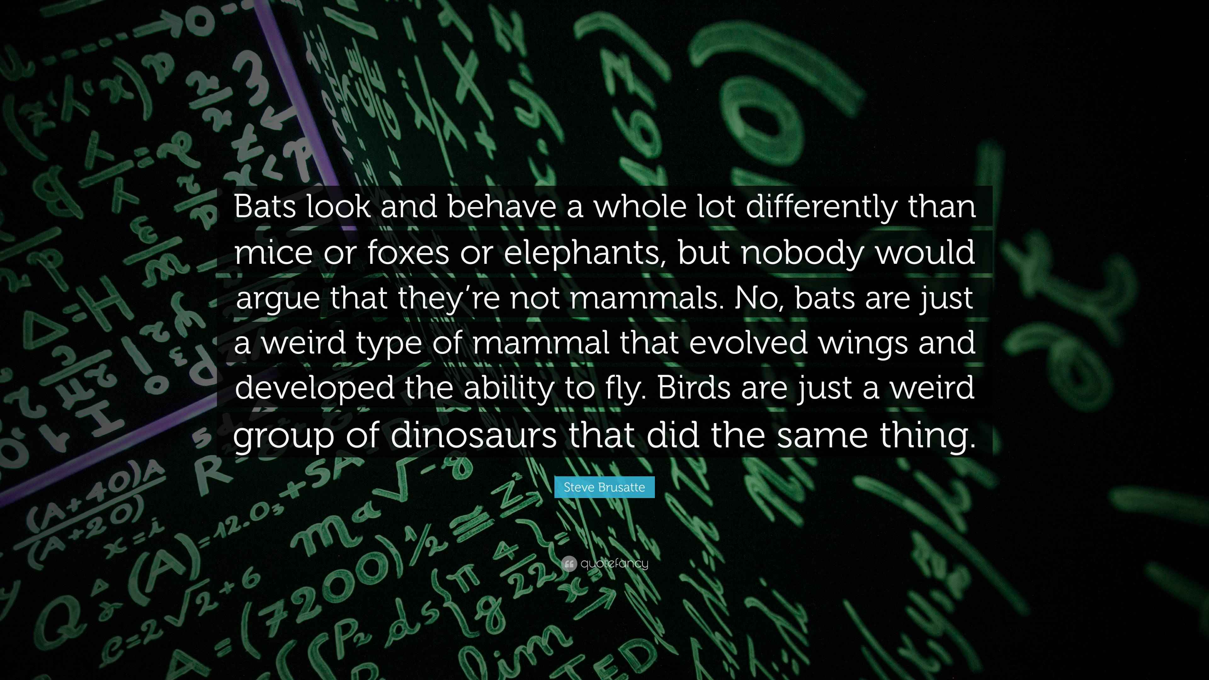 Steve Brusatte Quote: “Bats look and behave a whole lot differently ...