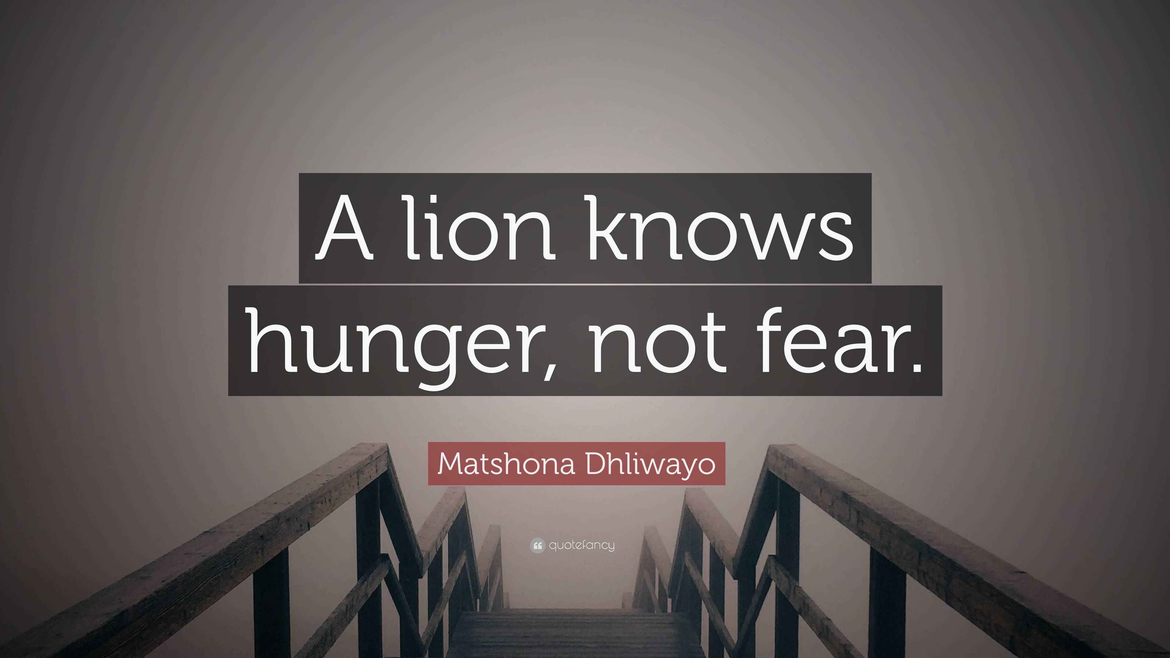 Matshona Dhliwayo Quote: “A lion knows hunger, not fear.”