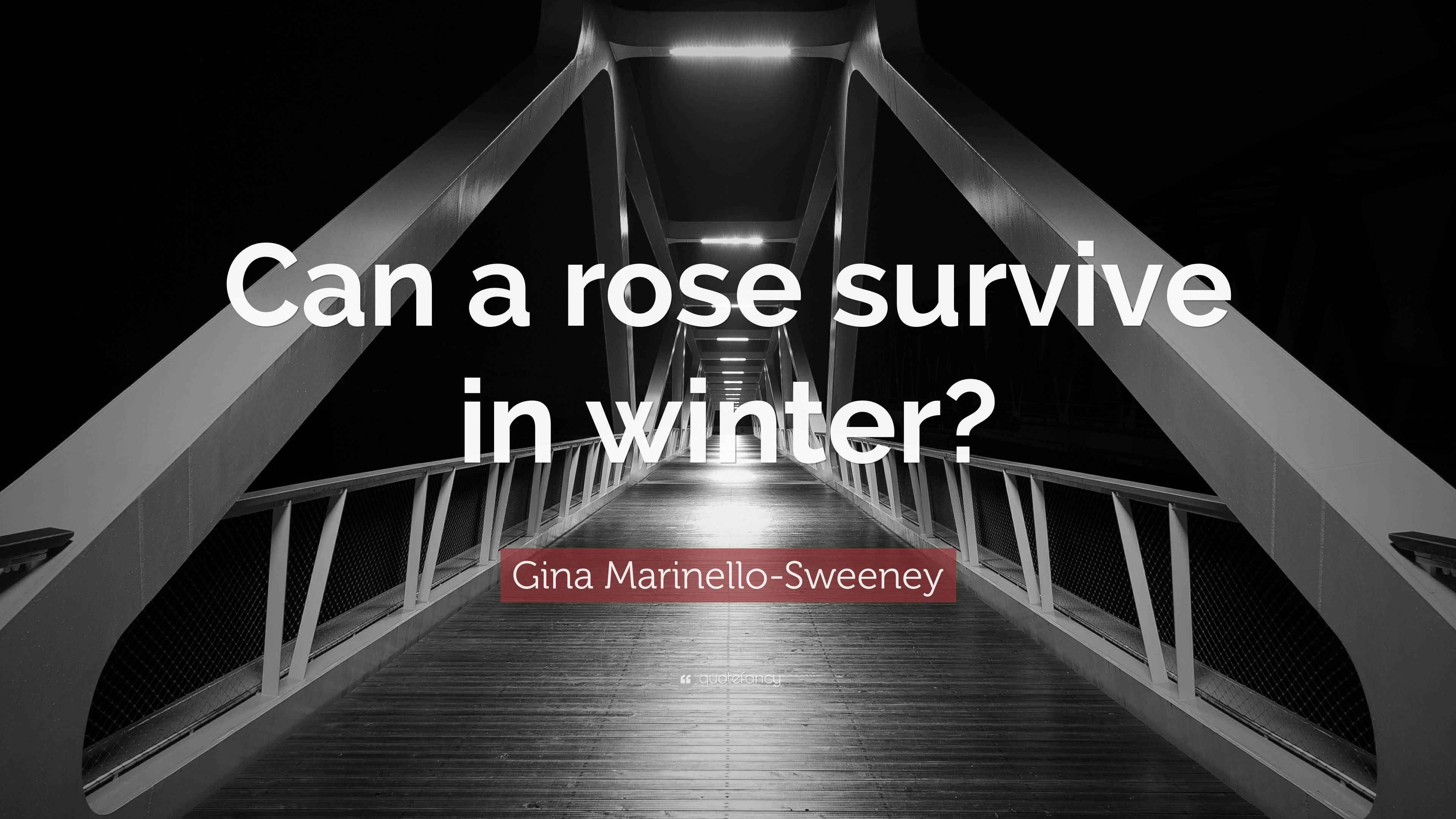Gina Marinello-Sweeney Quote: “Can a rose survive in winter?”