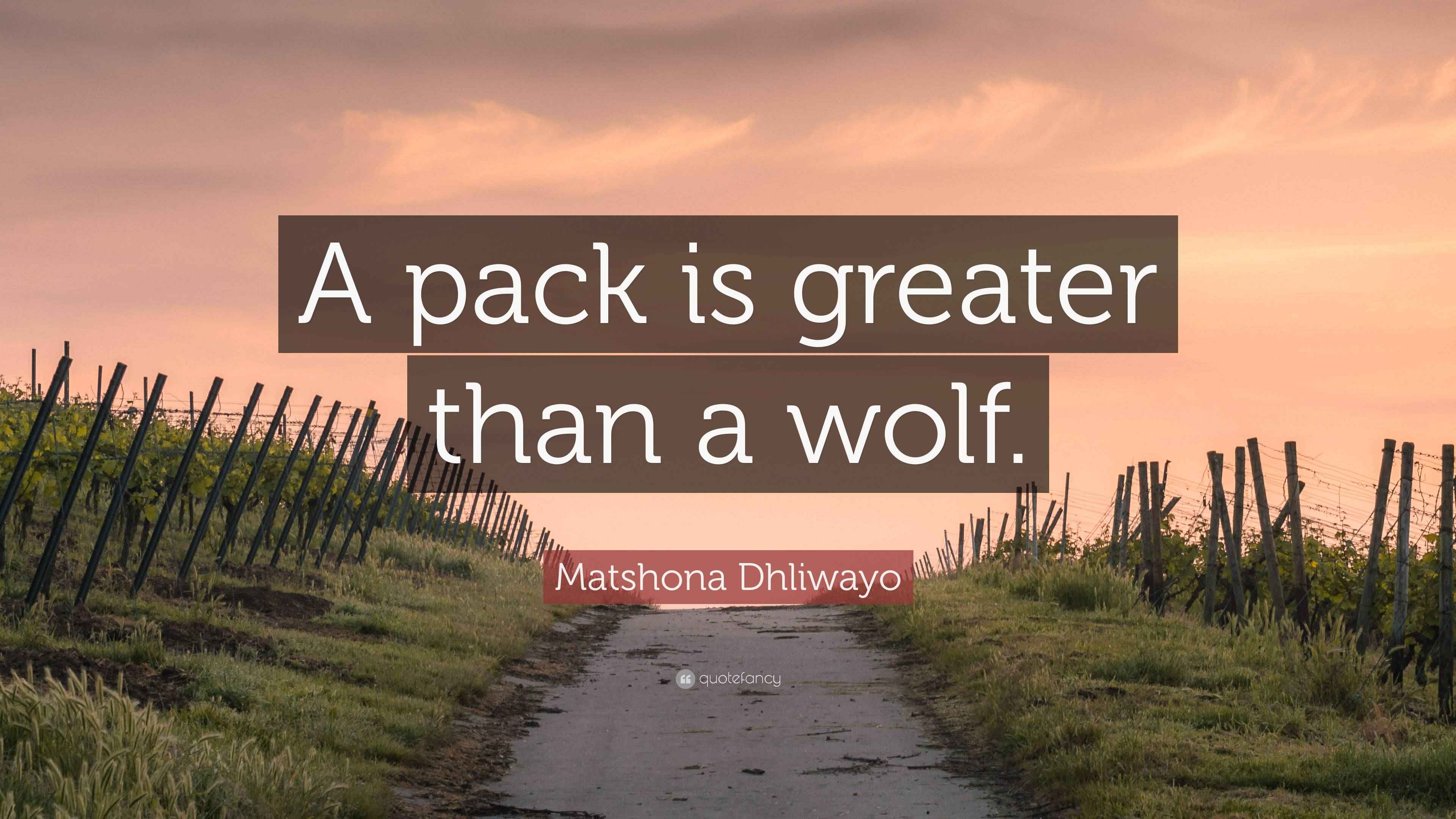 Matshona Dhliwayo Quote: “A pack is greater than a wolf.”