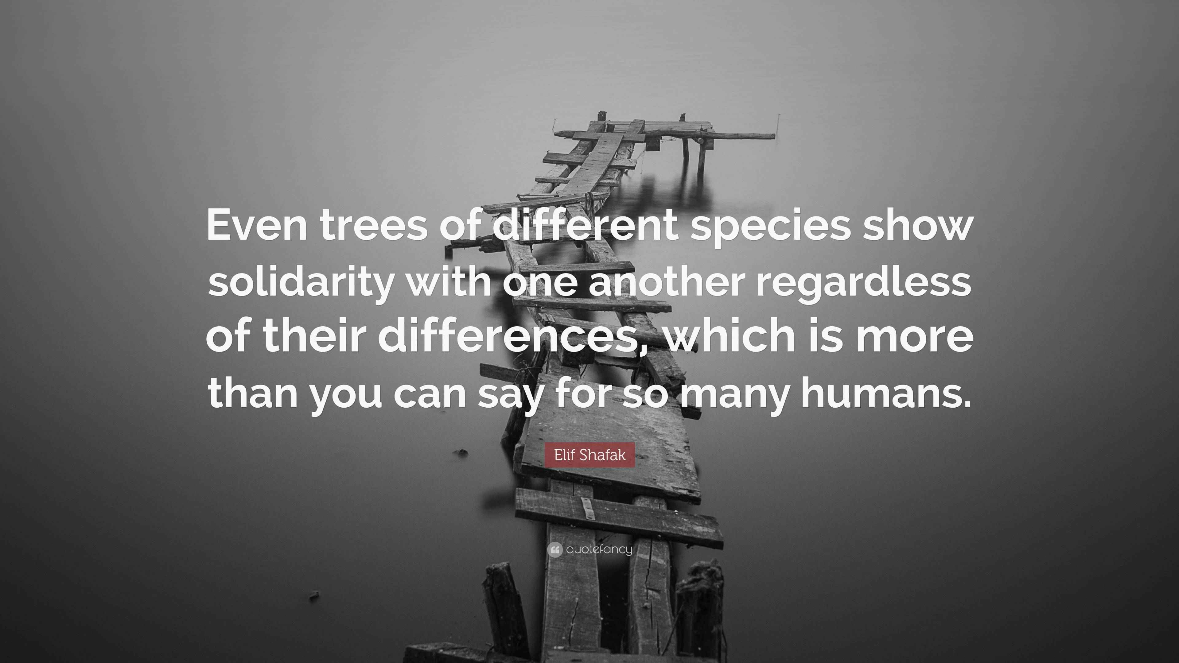 Elif Shafak Quote: “Even trees of different species show solidarity ...