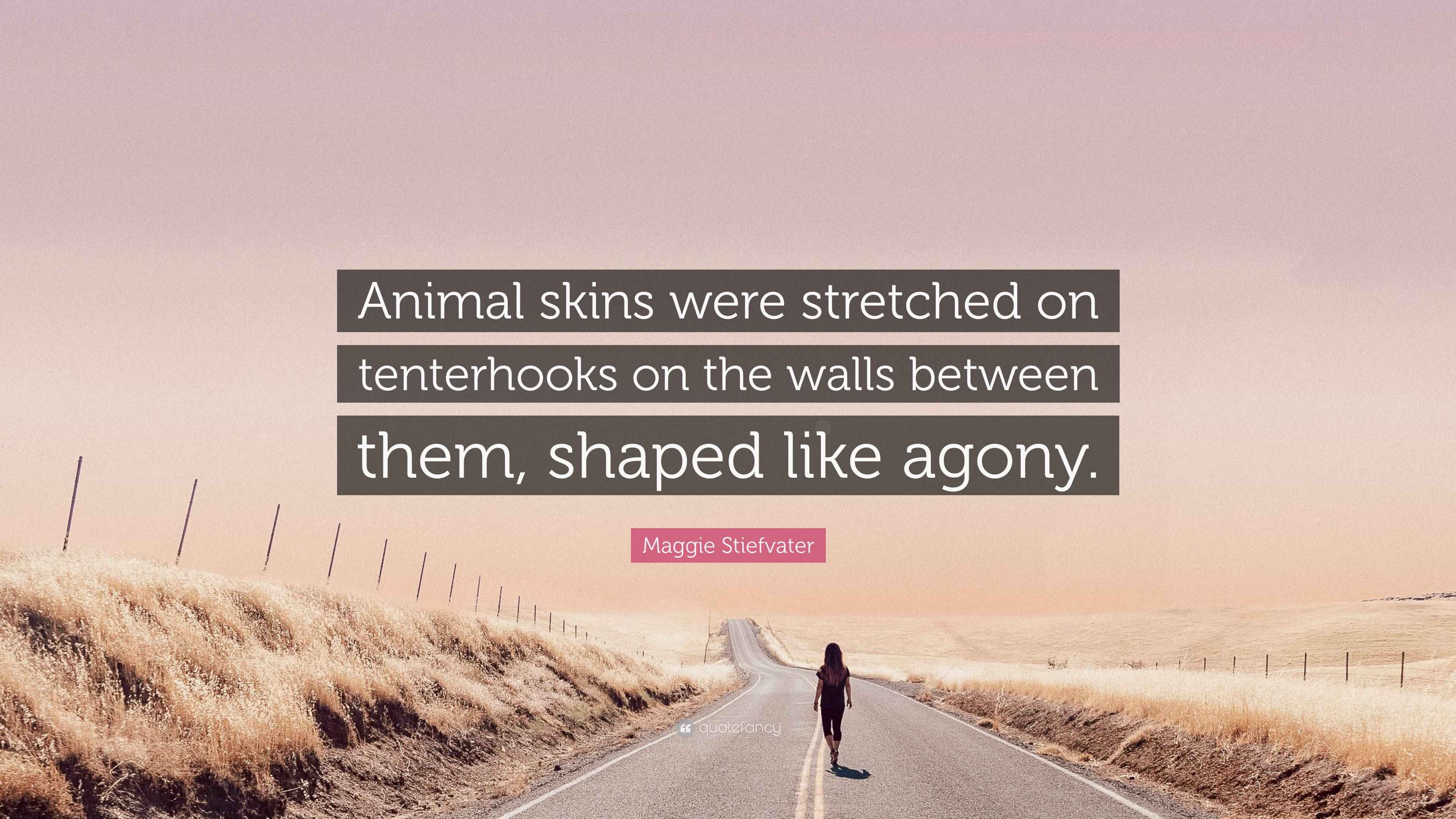 Maggie Stiefvater Quote: “Animal skins were stretched on tenterhooks on ...