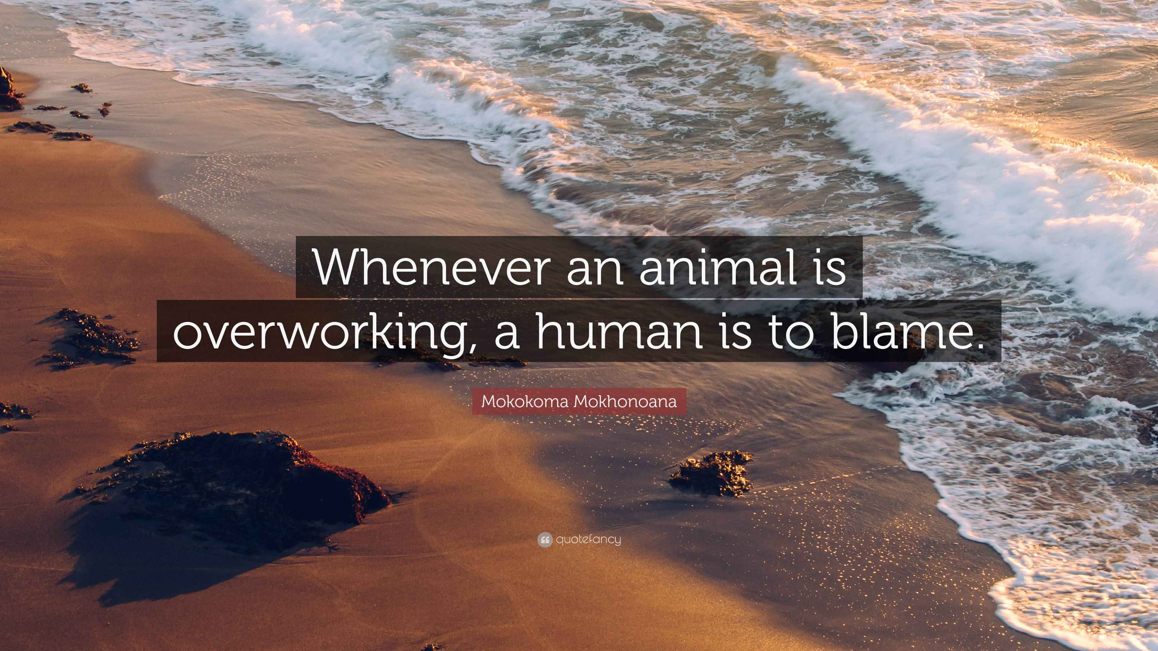Mokokoma Mokhonoana Quote: “Whenever an animal is overworking, a human ...