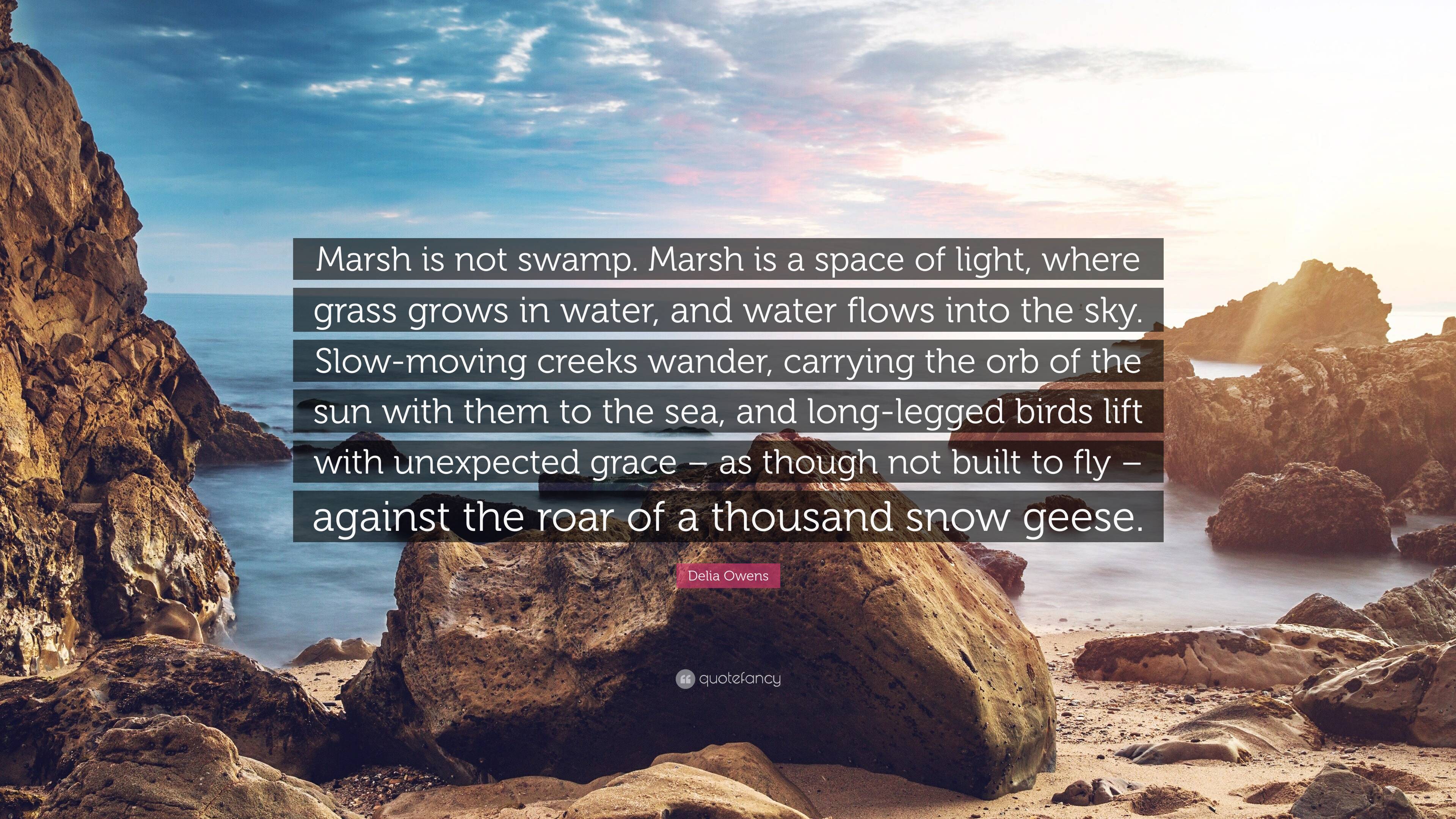 Delia Owens Quote: “Marsh is not swamp. Marsh is a space of light ...
