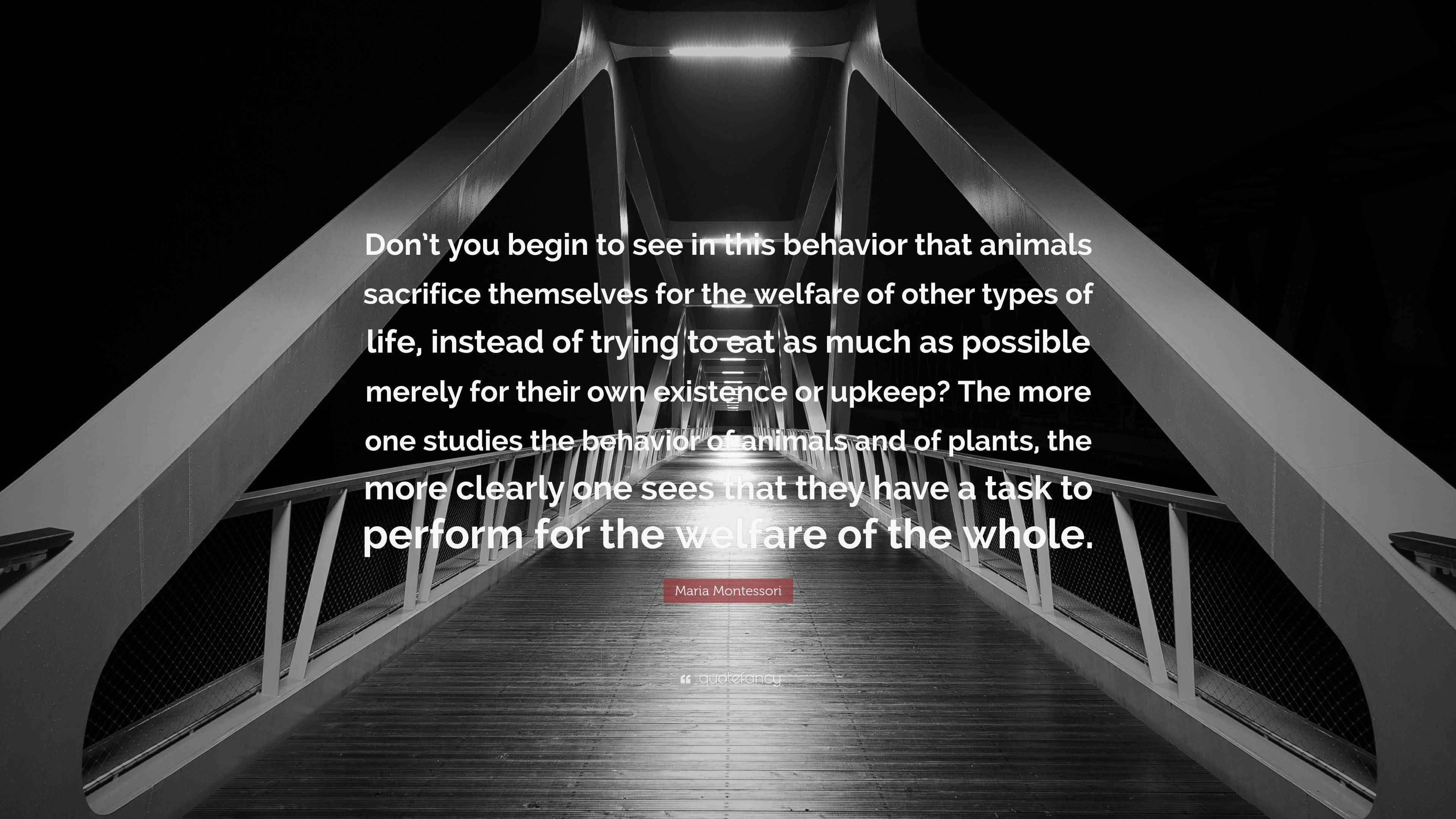 Maria Montessori Quote: “Don’t you begin to see in this behavior that ...