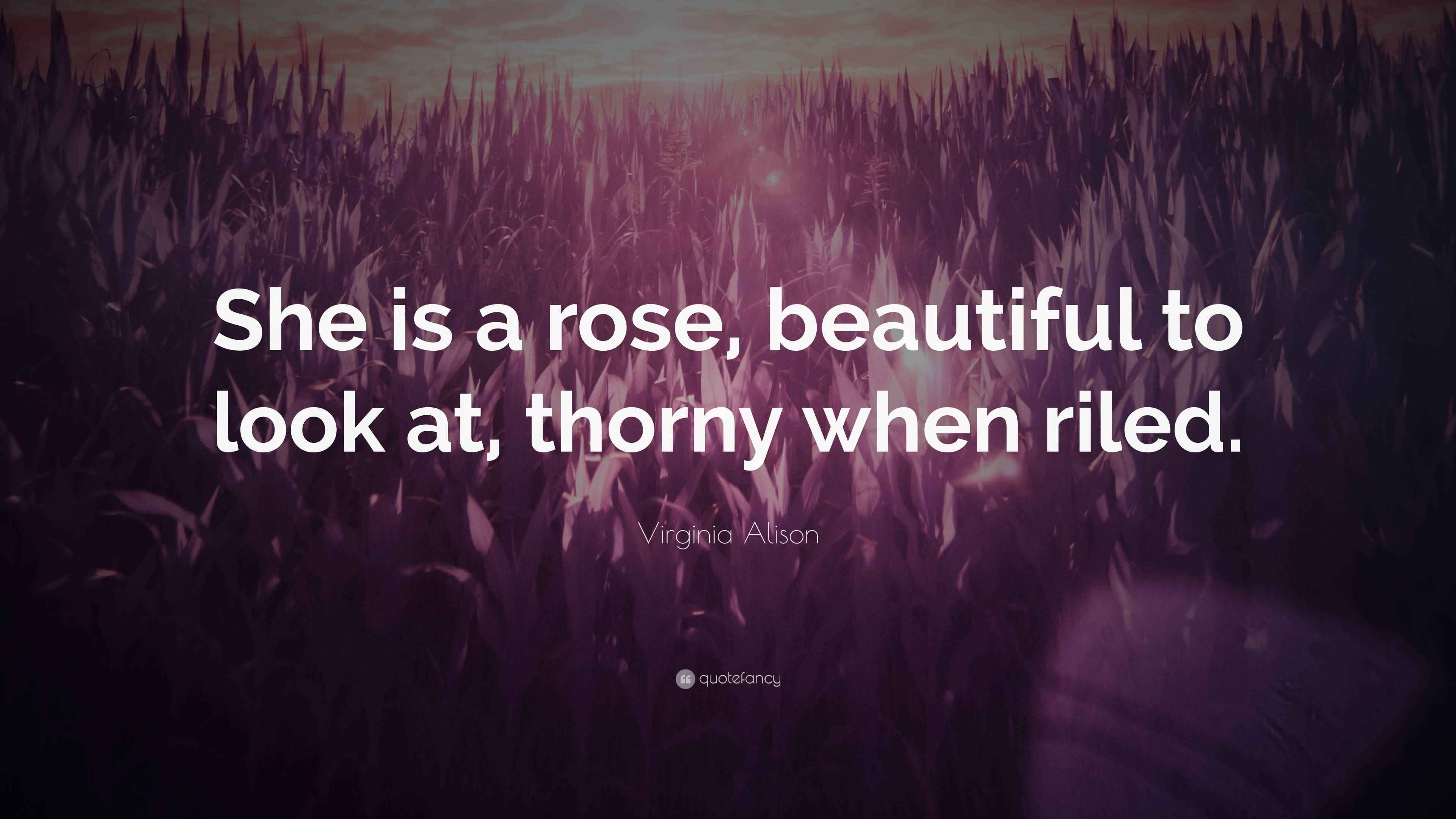 Virginia Alison Quote: “She is a rose, beautiful to look at, thorny ...