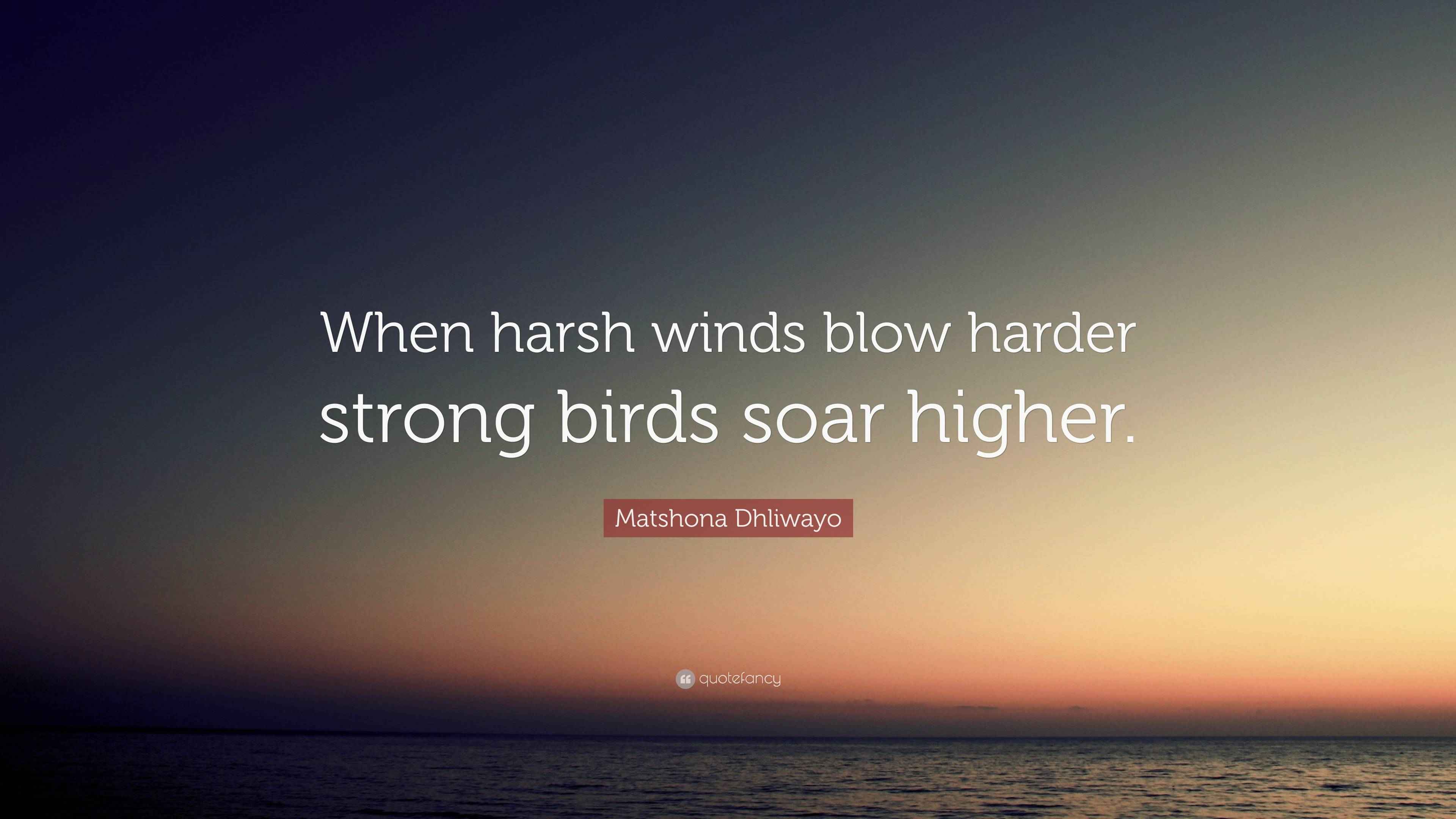 Matshona Dhliwayo Quote: “When harsh winds blow harder strong birds ...
