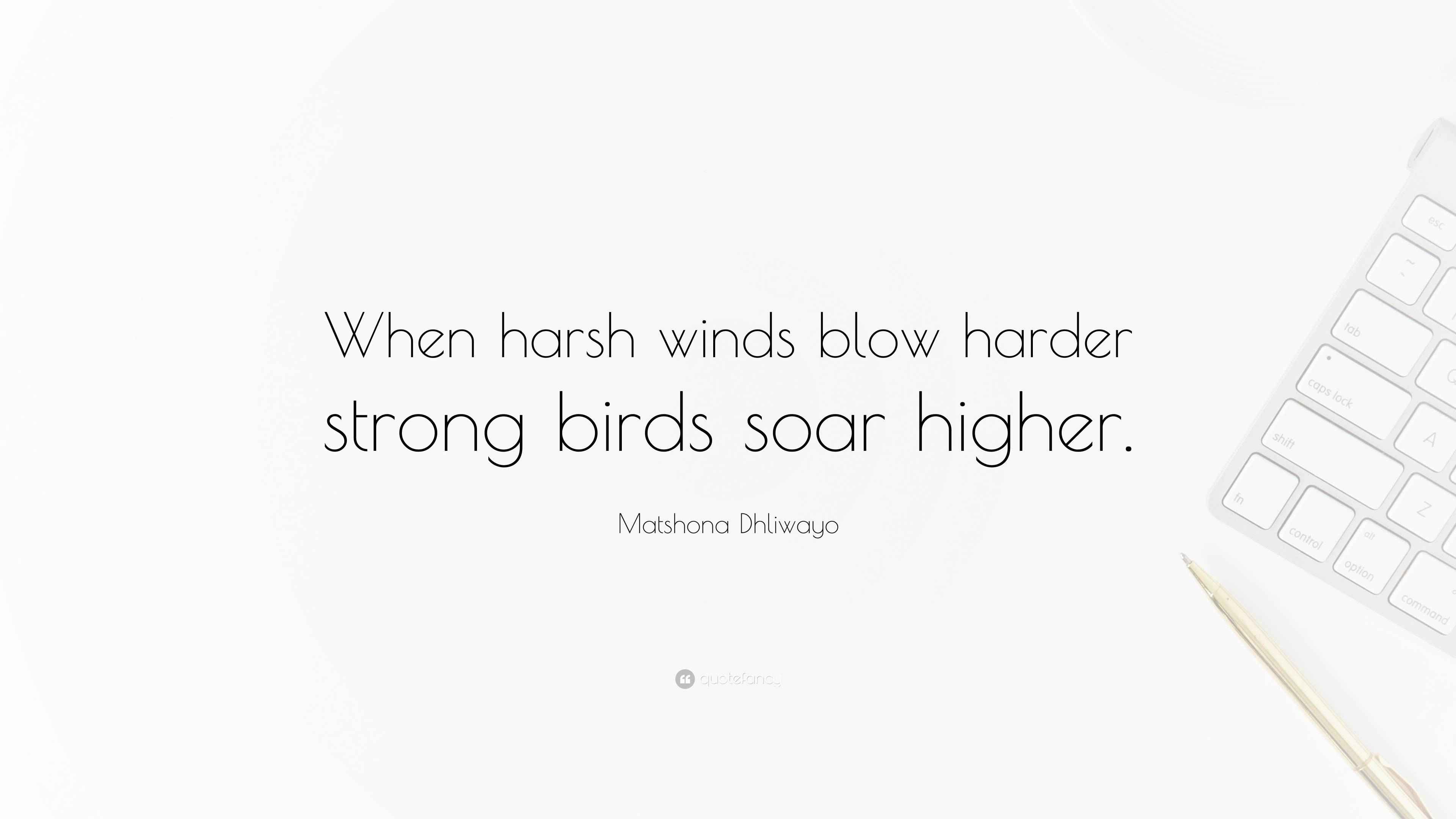 Matshona Dhliwayo Quote: “When harsh winds blow harder strong birds ...