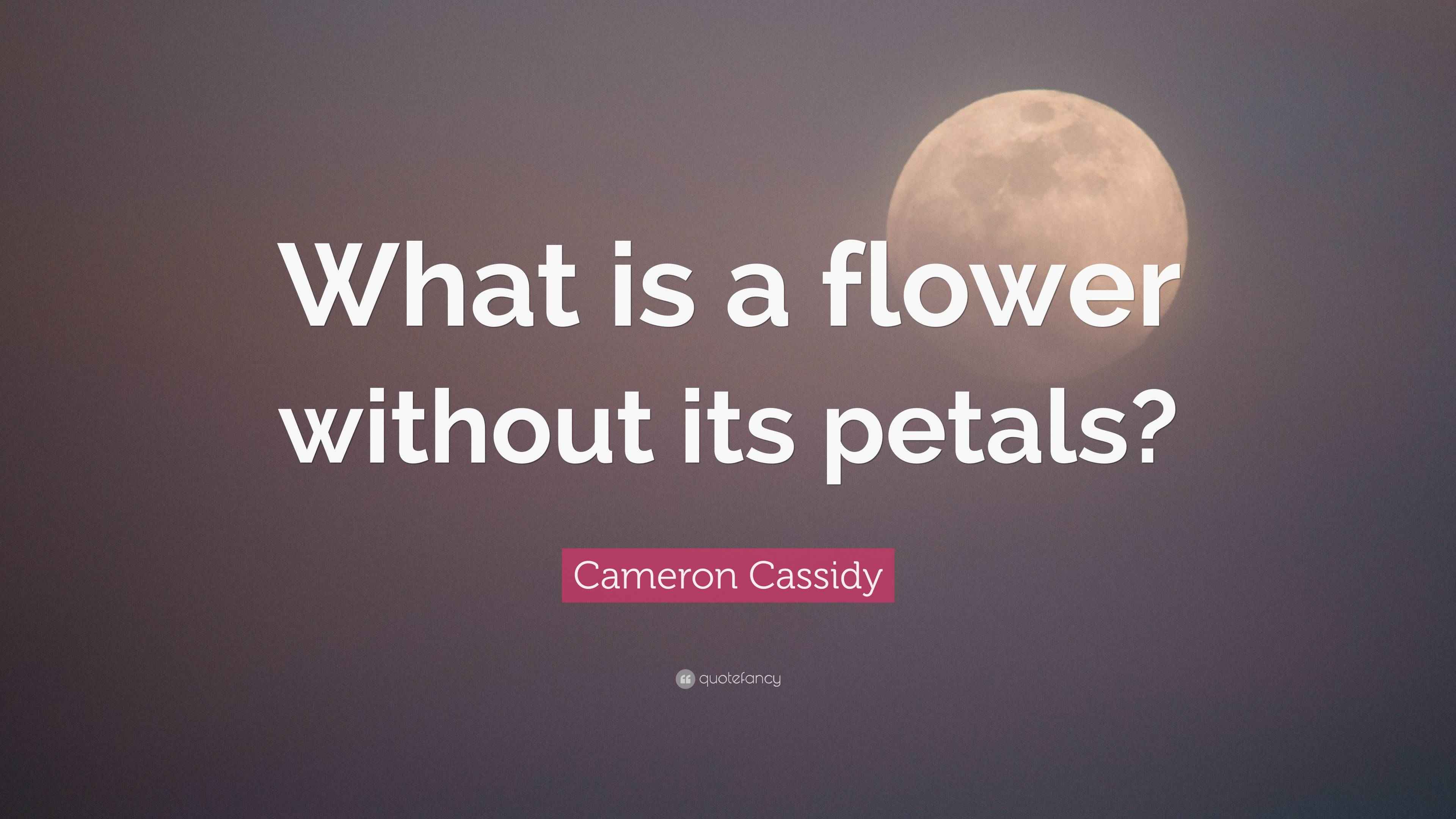 Cameron Cassidy Quote: “What is a flower without its petals?”