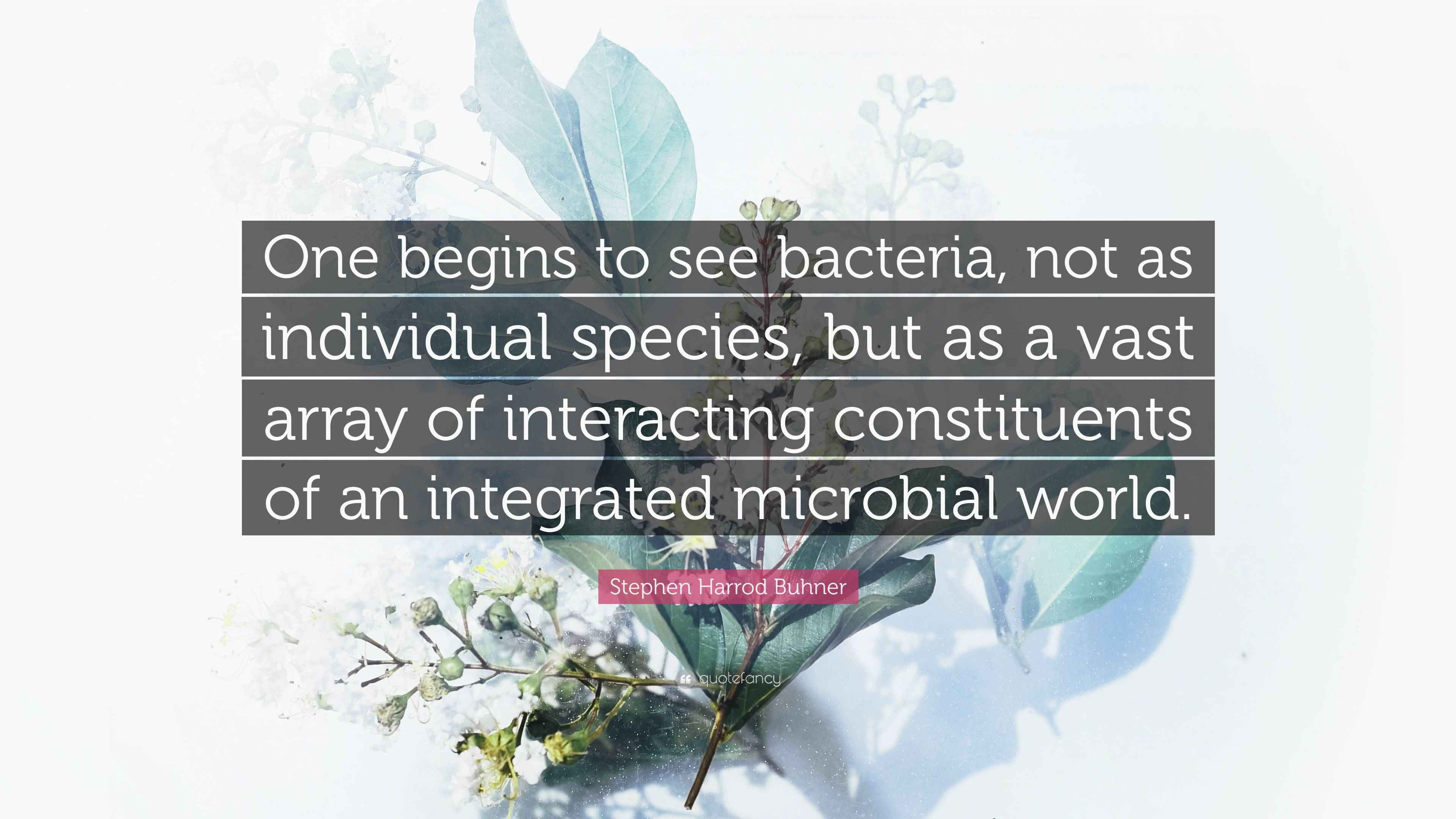 Stephen Harrod Buhner Quote: “One begins to see bacteria, not as ...