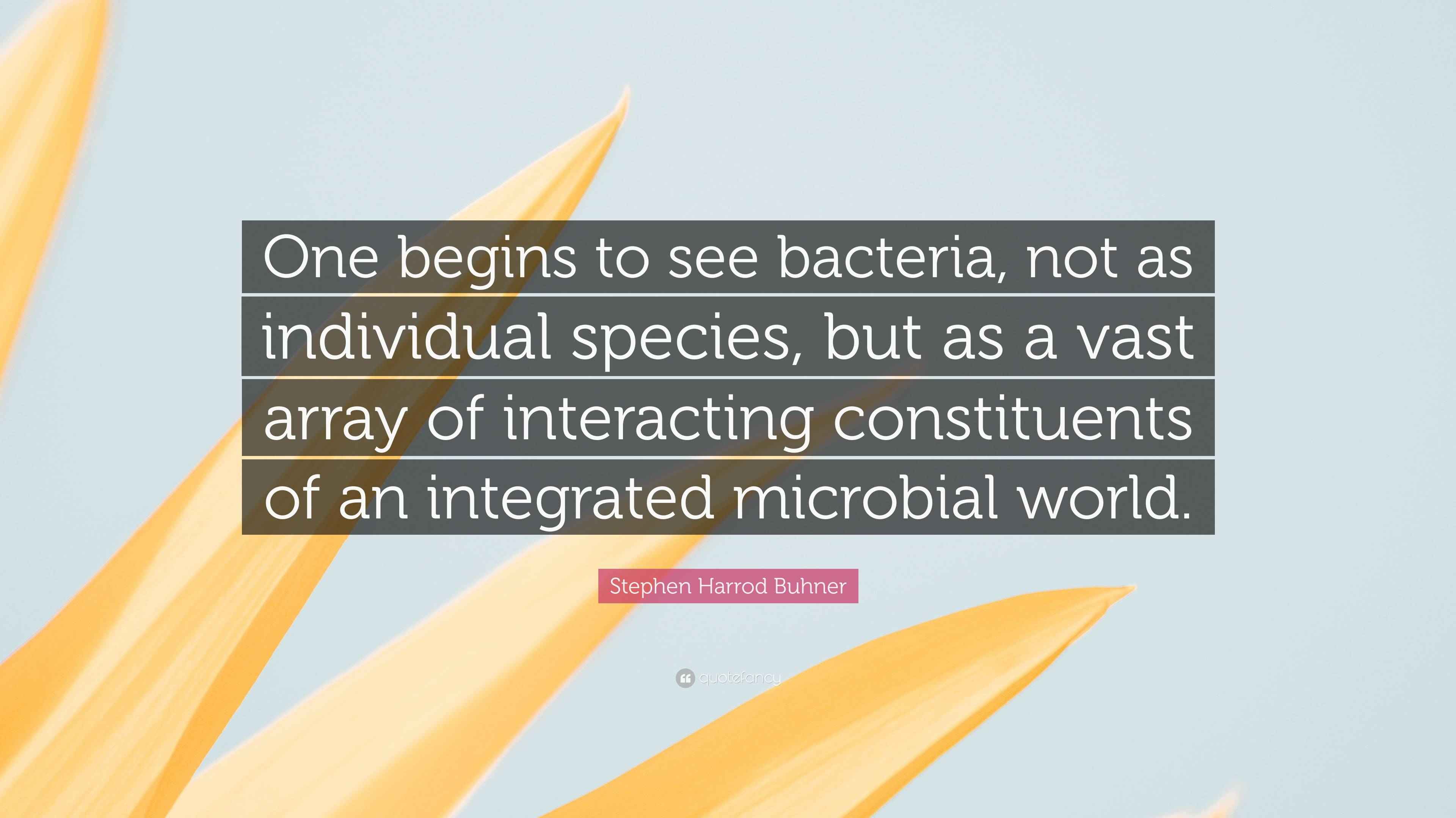 Stephen Harrod Buhner Quote: “One begins to see bacteria, not as ...