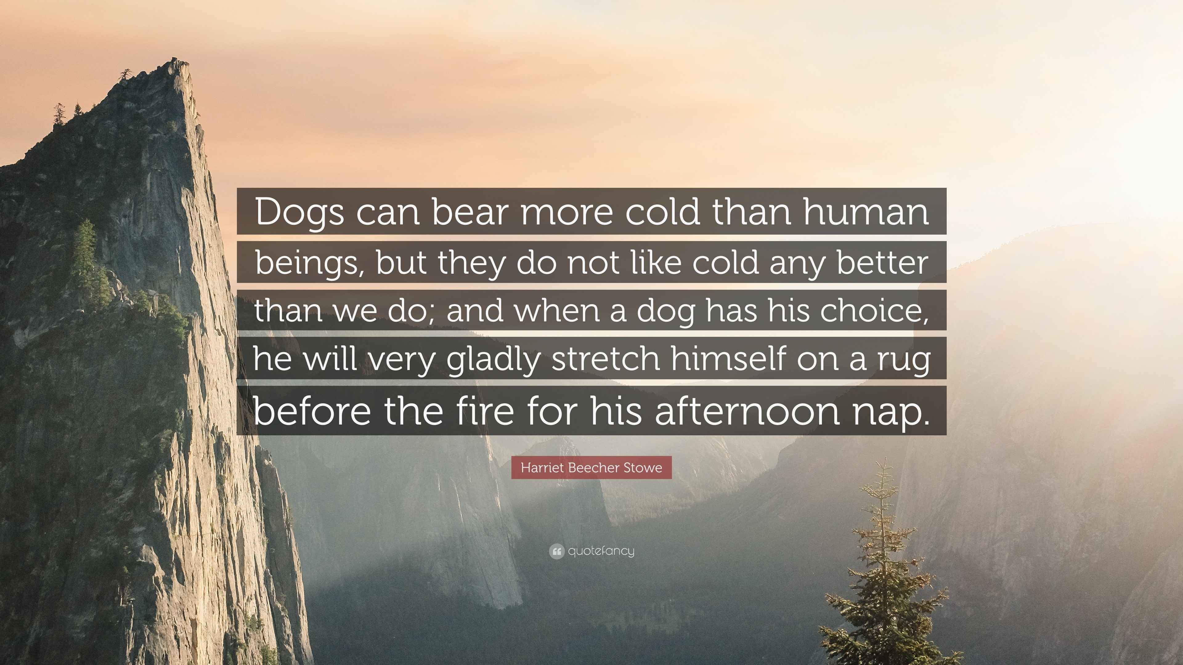 Harriet Beecher Stowe Quote: “Dogs can bear more cold than human beings ...