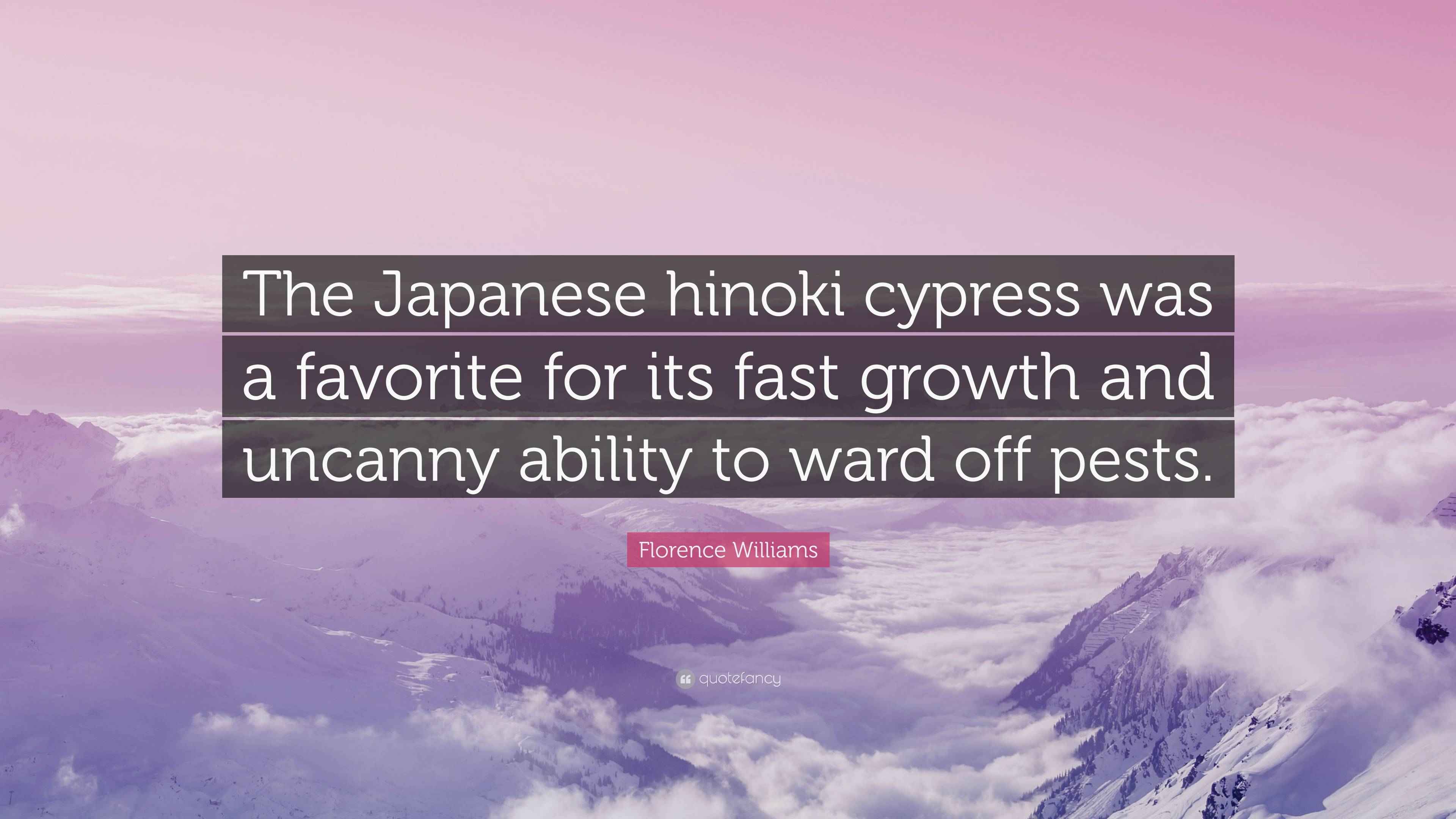 Florence Williams Quote: “The Japanese hinoki cypress was a favorite ...