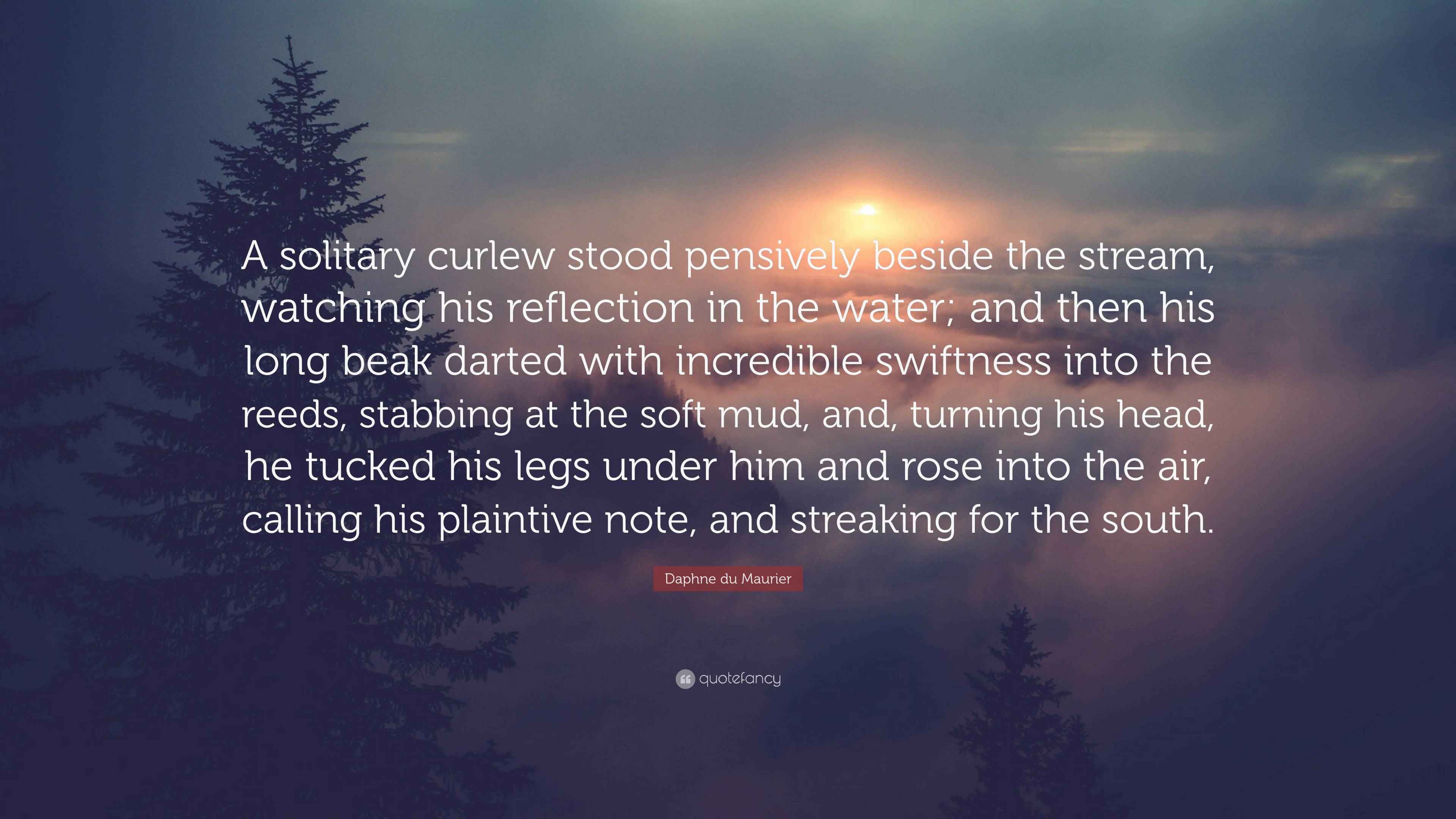 Daphne du Maurier Quote: “A solitary curlew stood pensively beside the ...