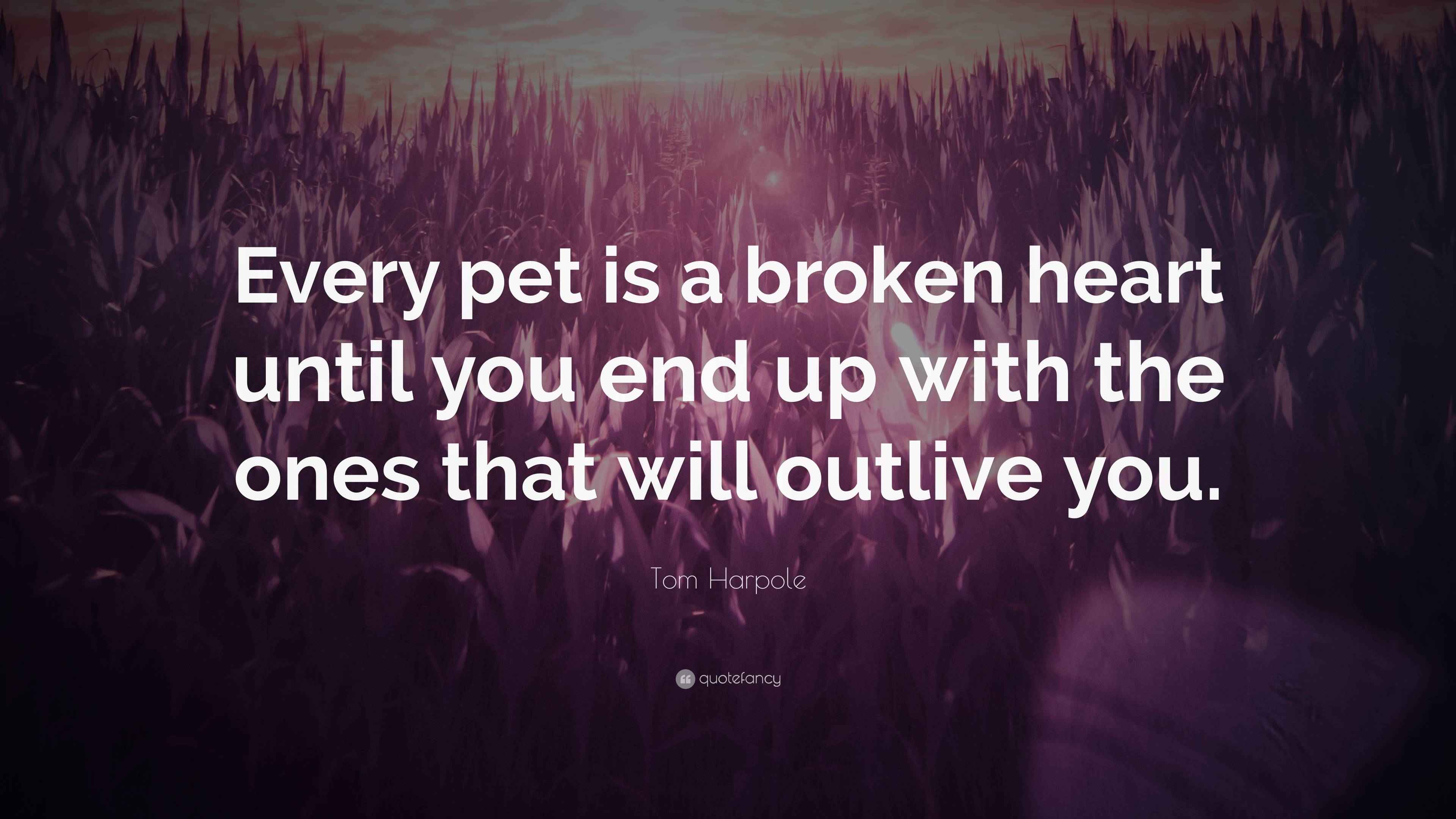 Tom Harpole Quote: “Every pet is a broken heart until you end up with ...