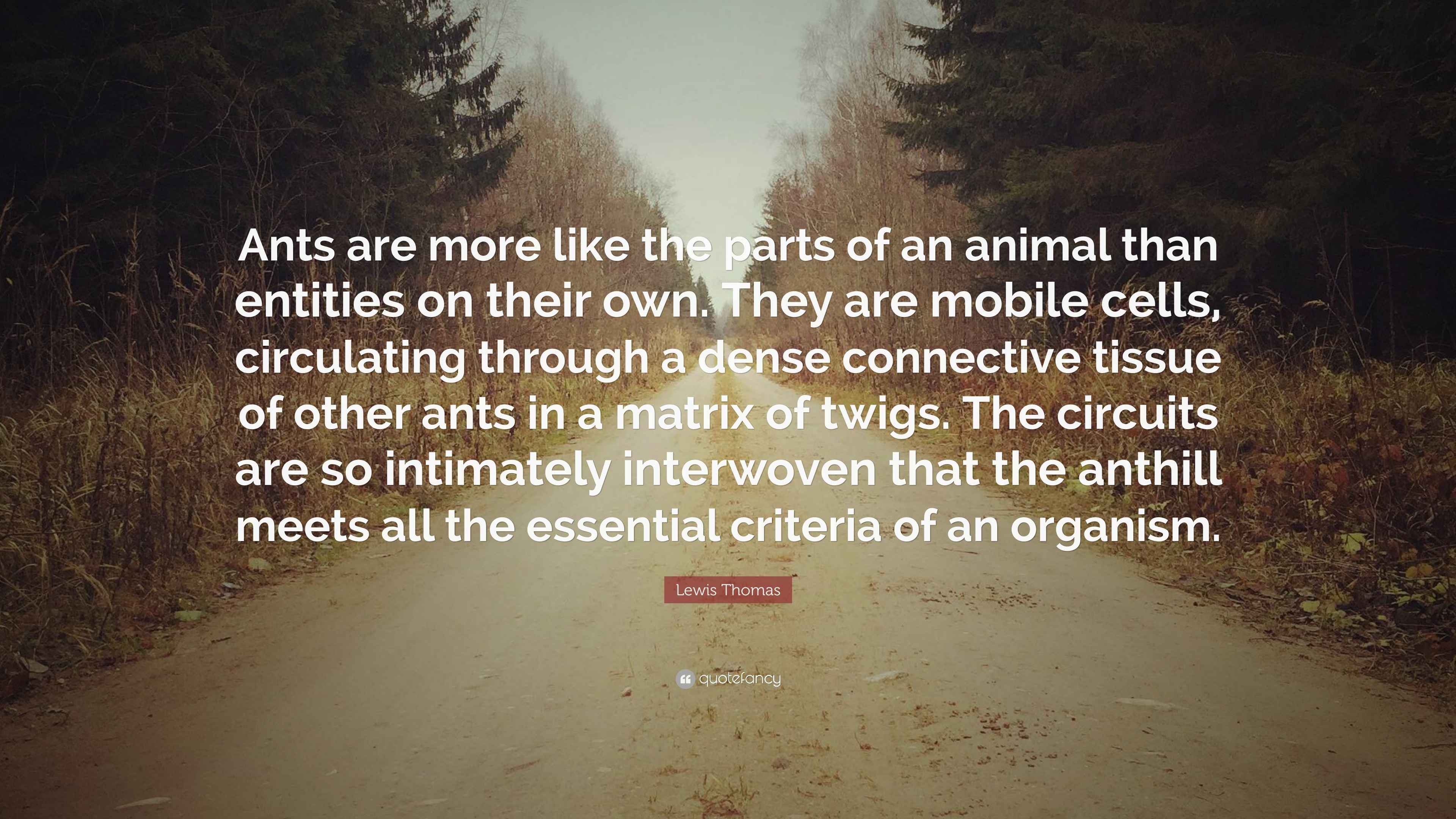 Lewis Thomas Quote: “Ants are more like the parts of an animal than ...