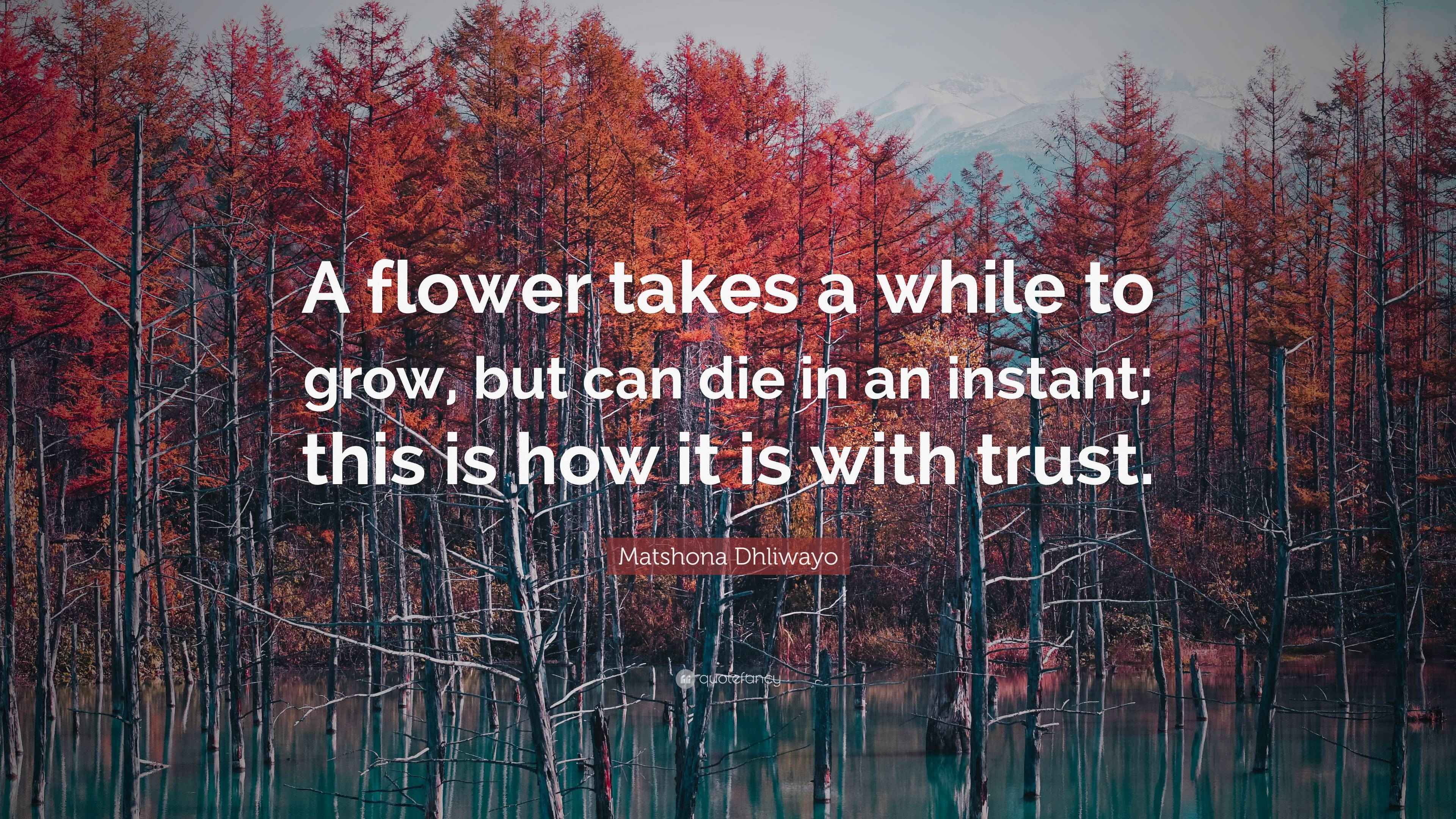 Matshona Dhliwayo Quote: “A flower takes a while to grow, but can die ...