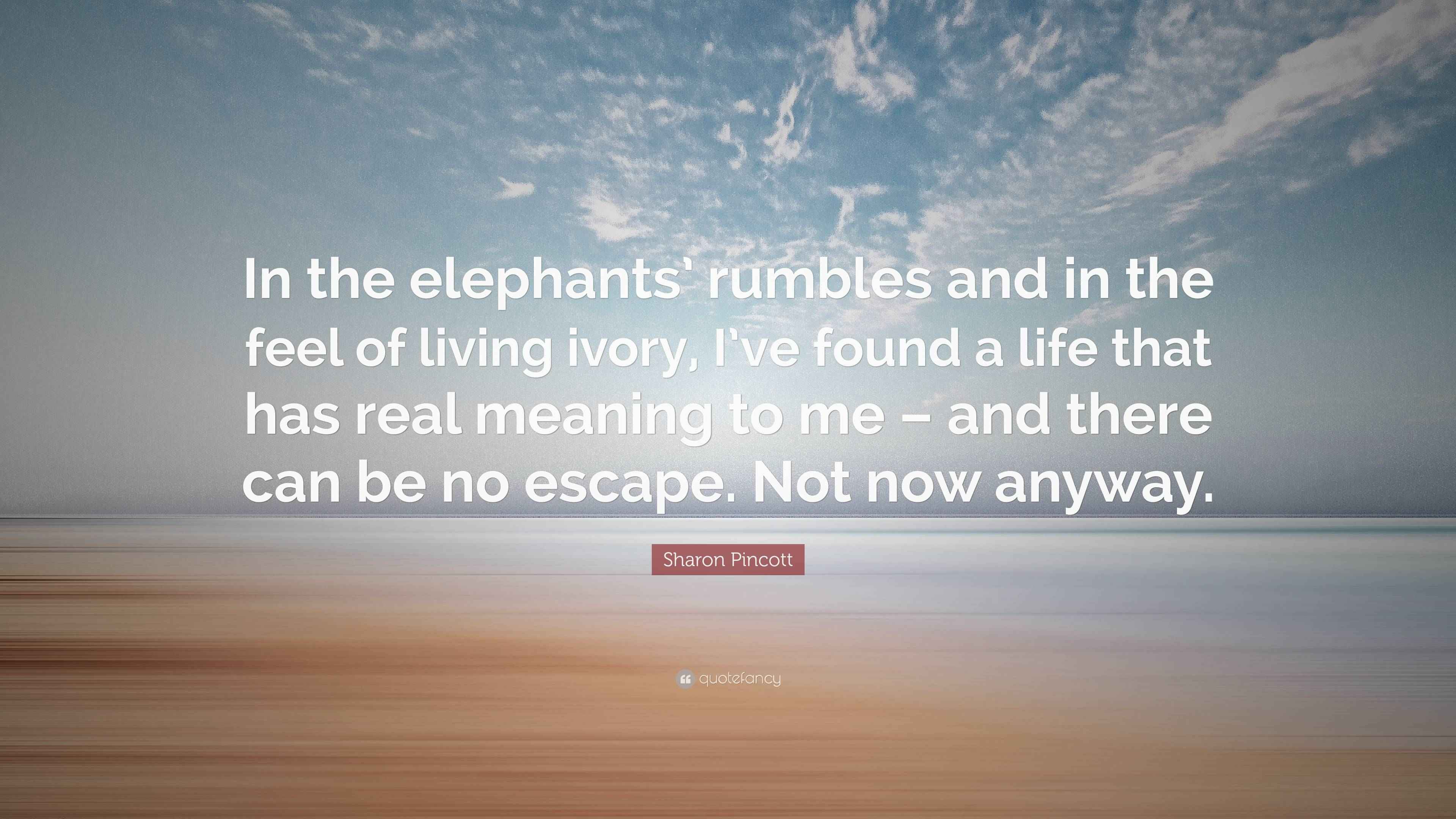 Sharon Pincott Quote: “In the elephants’ rumbles and in the feel of ...